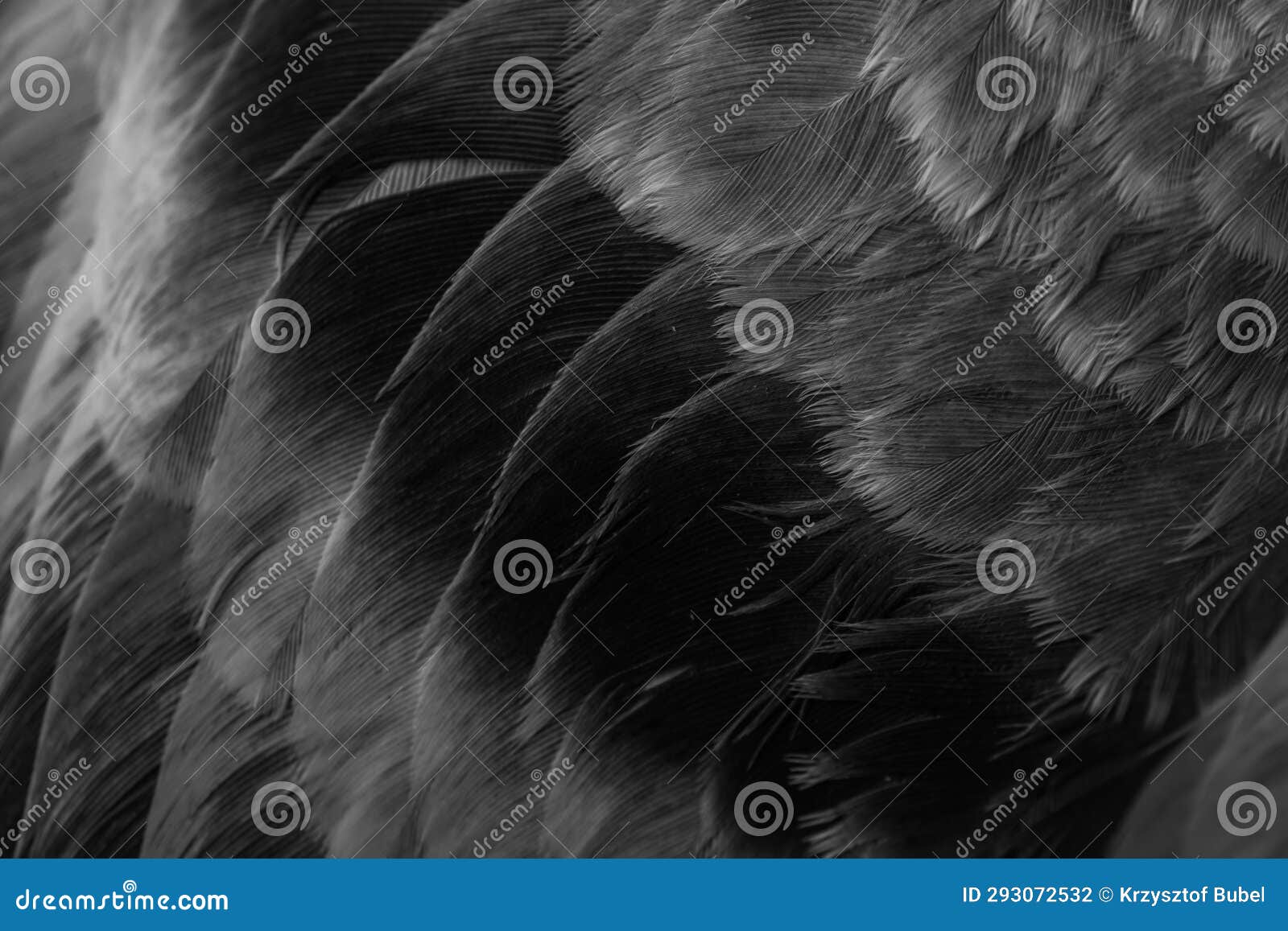 Black Feather Pigeon Macro Photo. Texture or Background Stock Photo ...