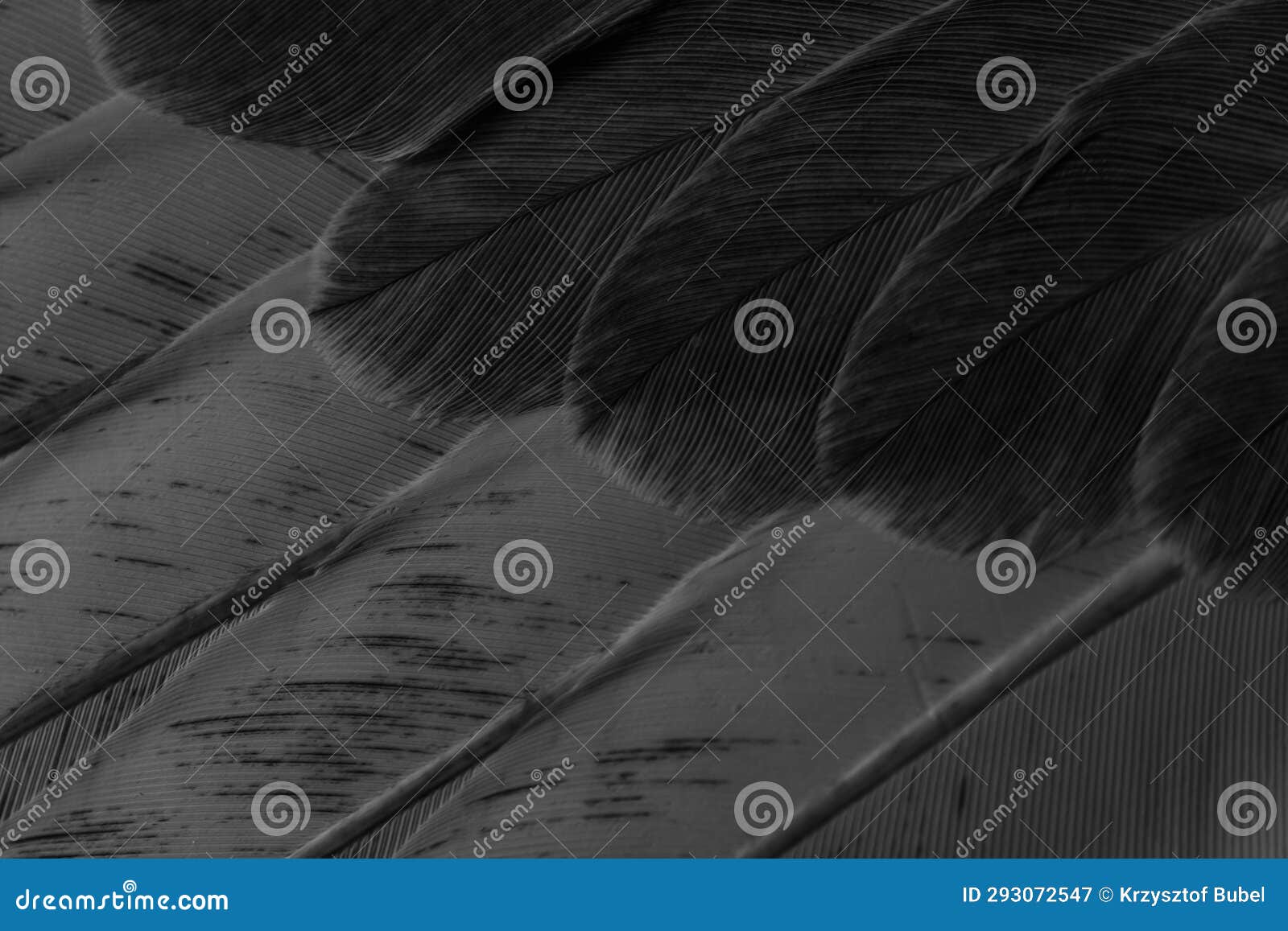 Black Feather Pigeon Macro Photo. Texture or Background Stock Image ...