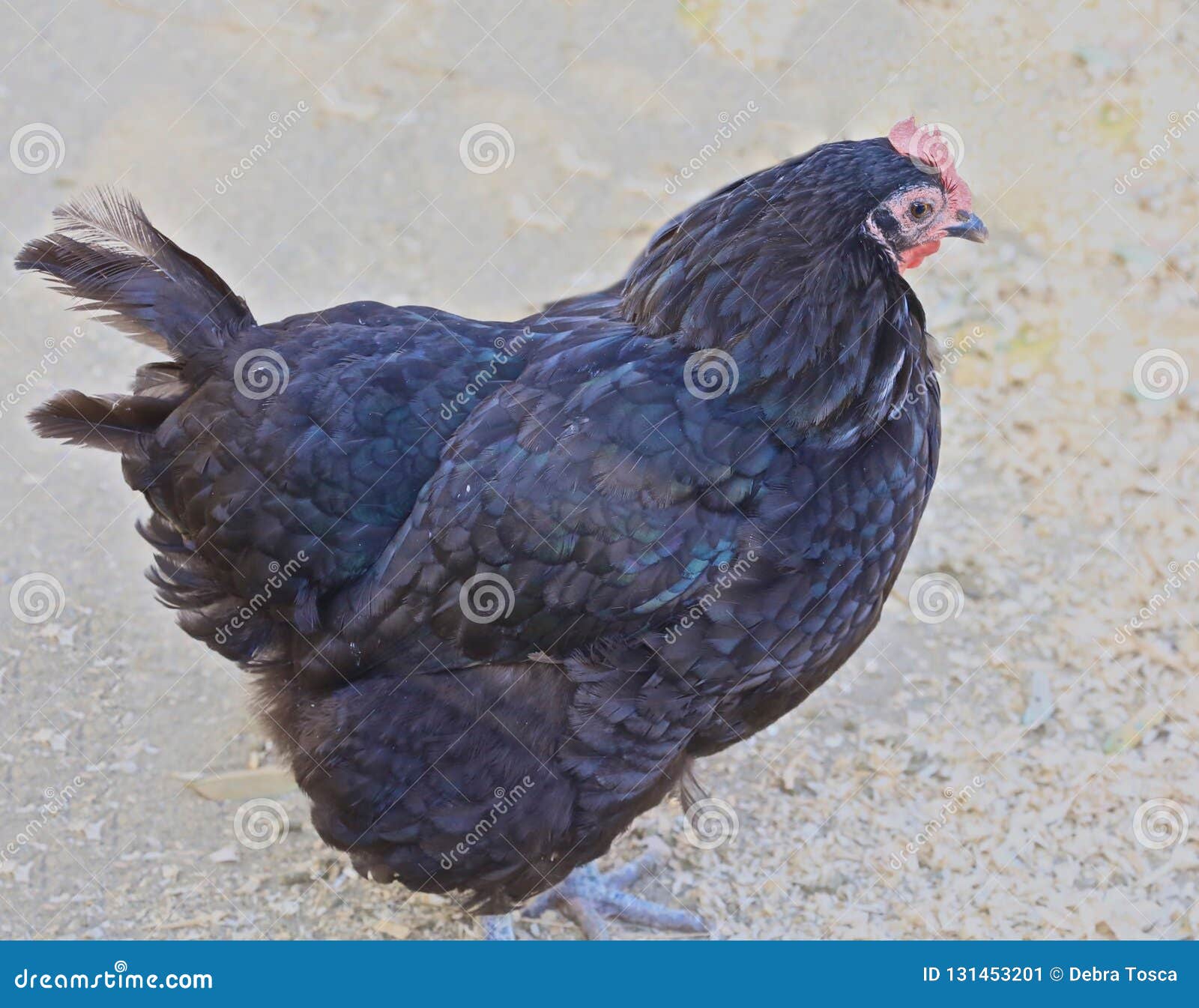 Rooster black stock image. Image of waddle, black, feathered - 131453201