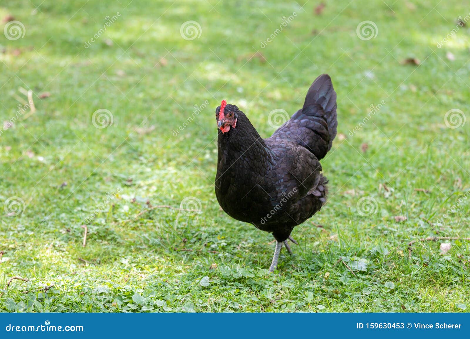 Black Feathers Chicken Hen Walking on a Green Field Stock Image - Image ...