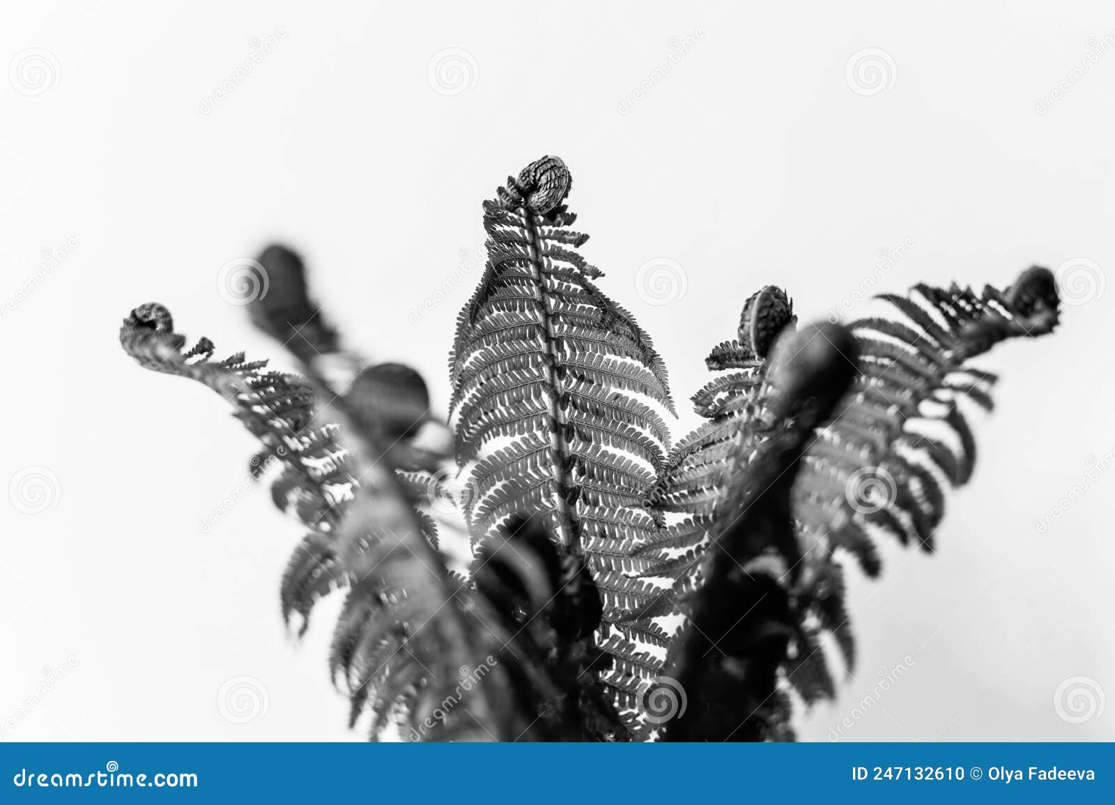 Black fern. Wallpaper. stock illustration. Illustration of leaf - 247132610