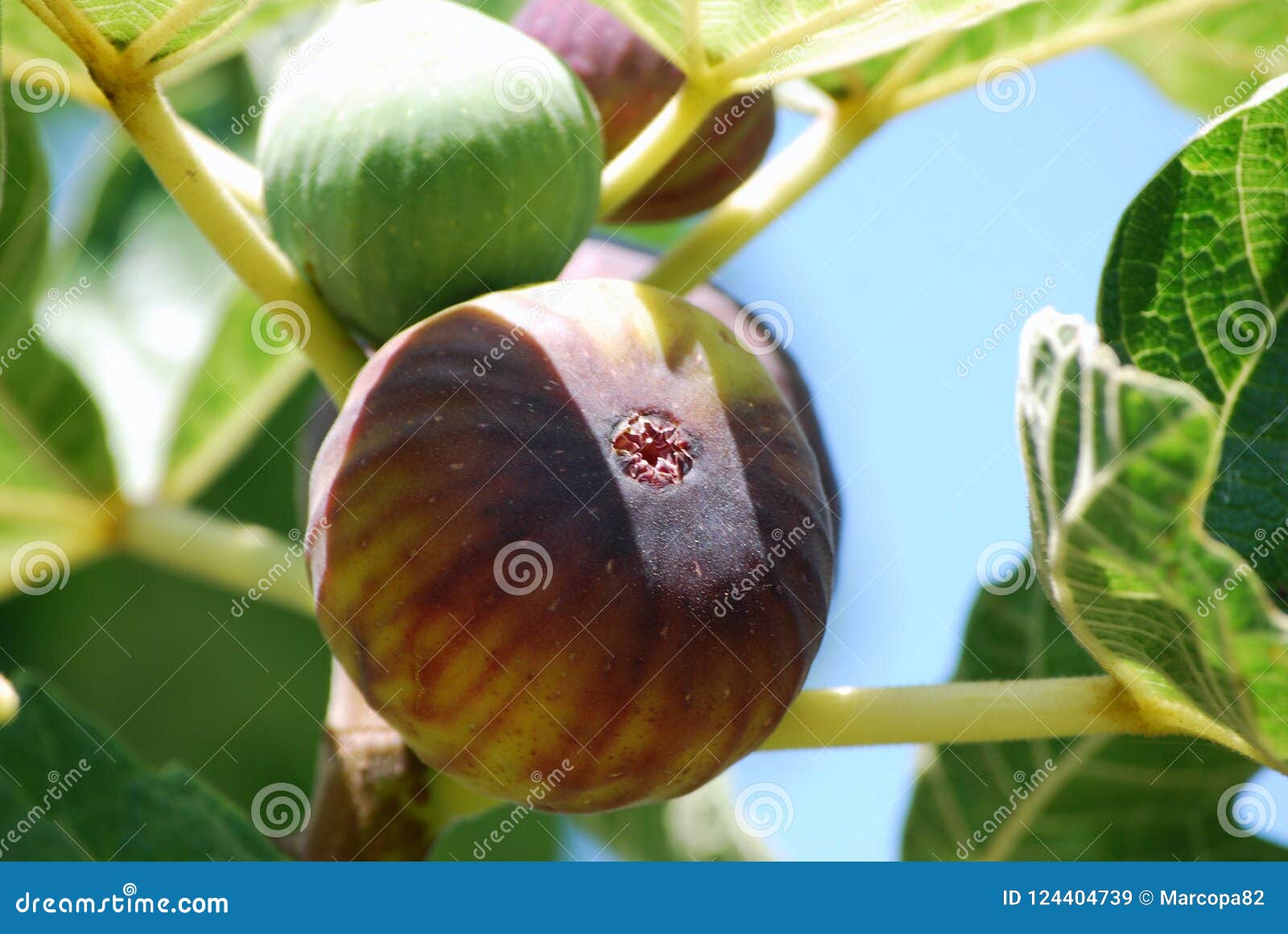Figs on the tree stock image. Image of nature, agrigento - 124404739