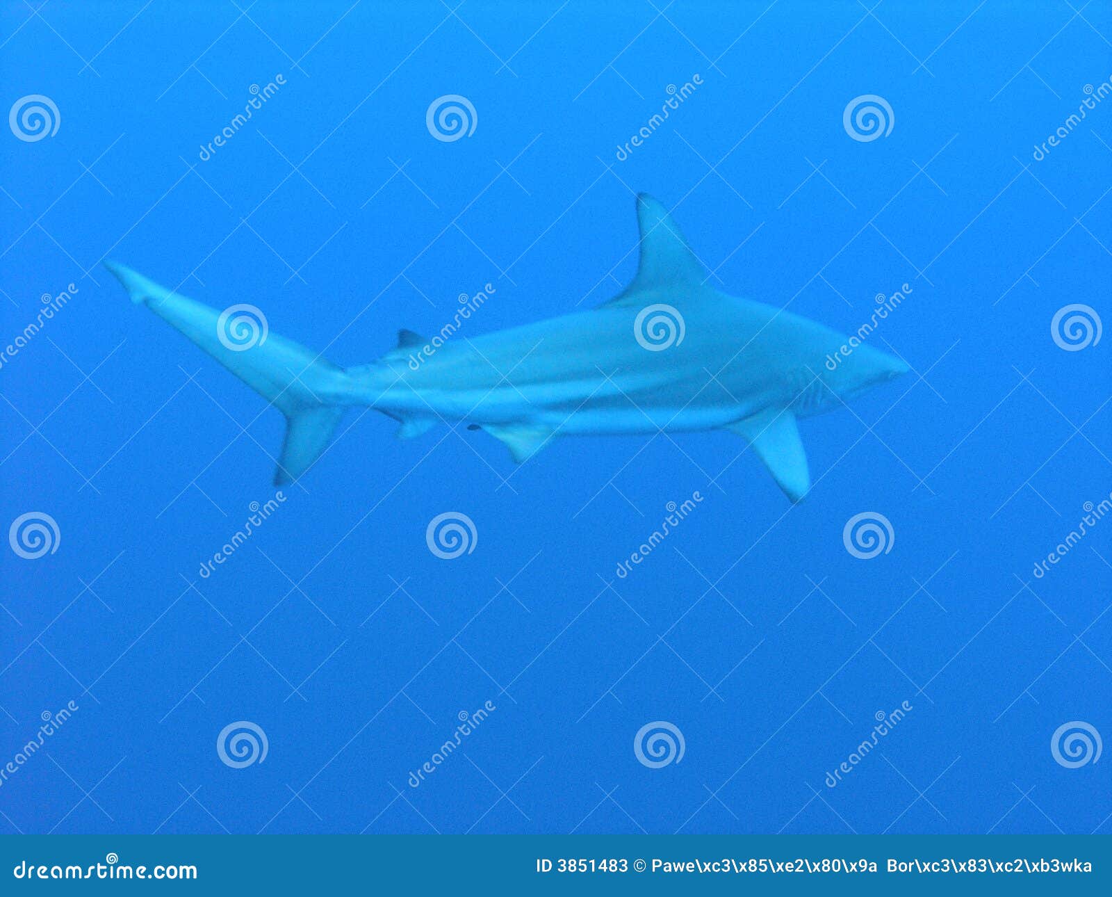 Black Fin Ocean Shark in Deep Stock Image - Image of fiji, exploration ...