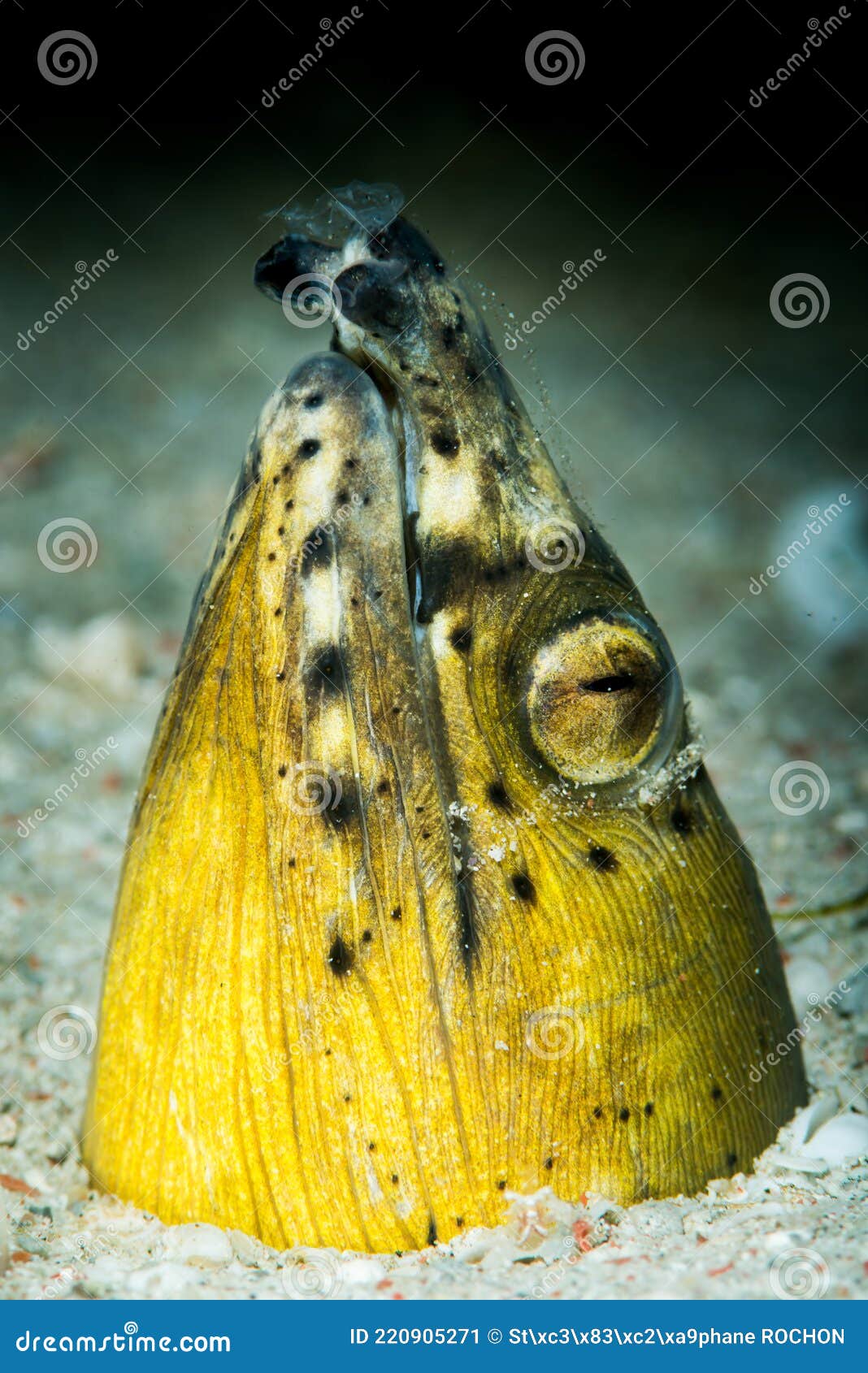 Black-finned Snake Eel in the Sand Stock Image - Image of people ...