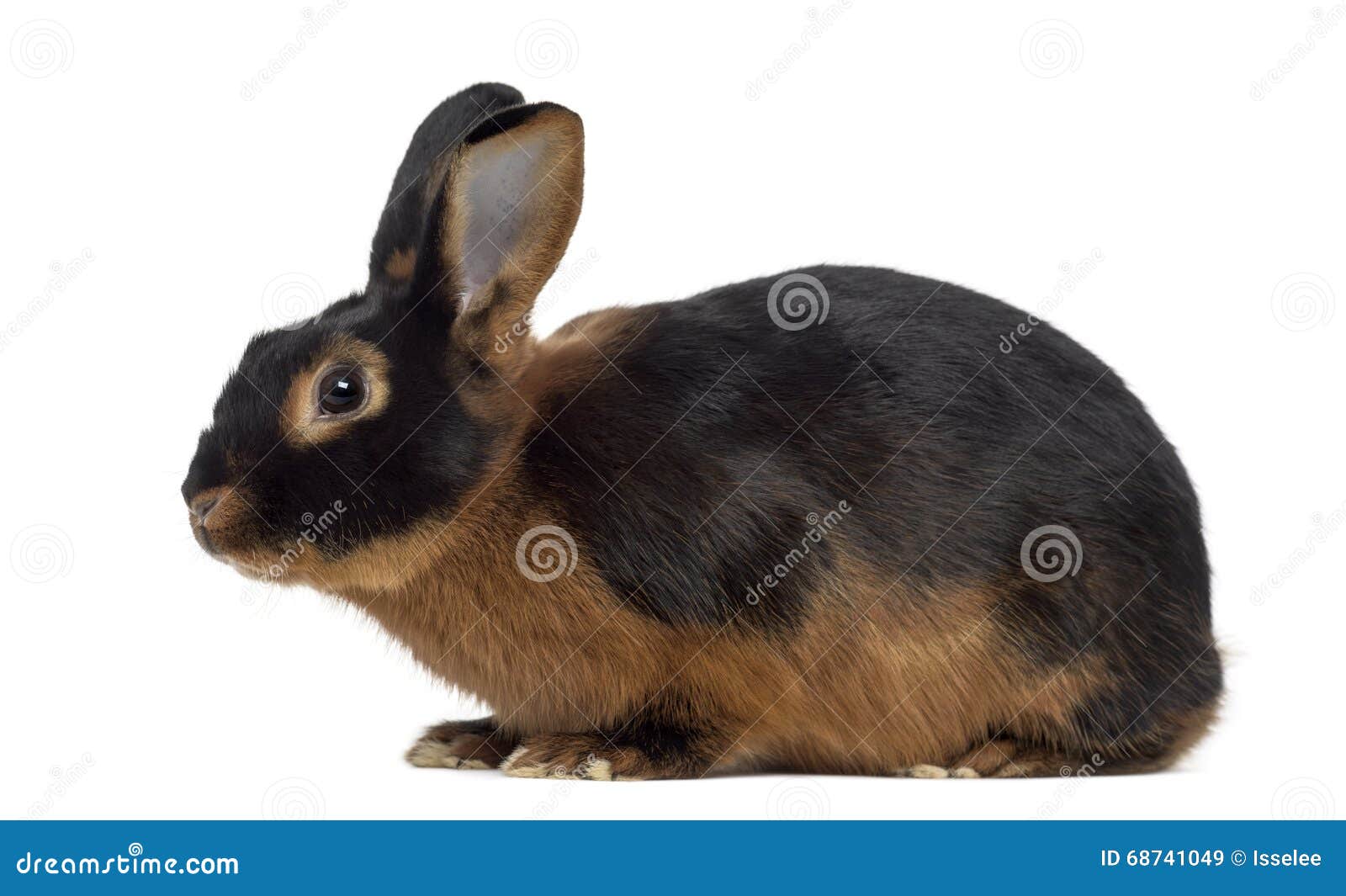 Black Fire Rabbit Isolated on White Stock Image - Image of shot ...
