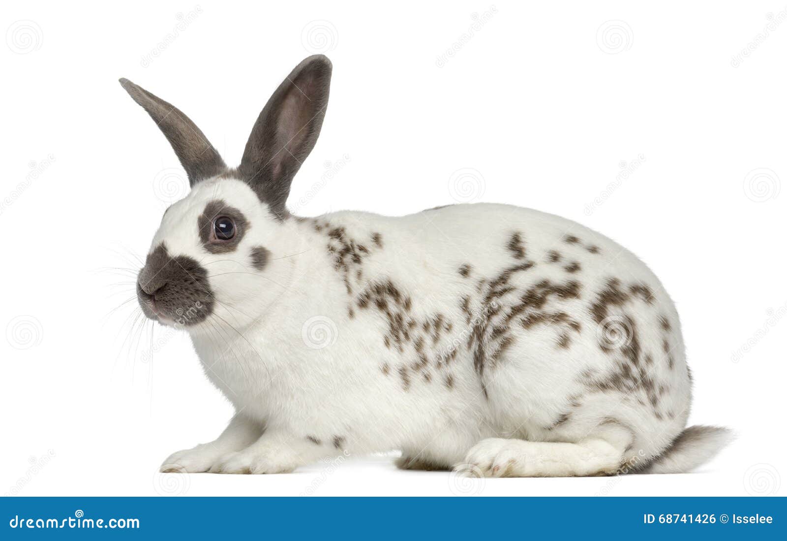 1,894 Rabbit Stand Stock Photos - Free & Royalty-Free Stock Photos from ...