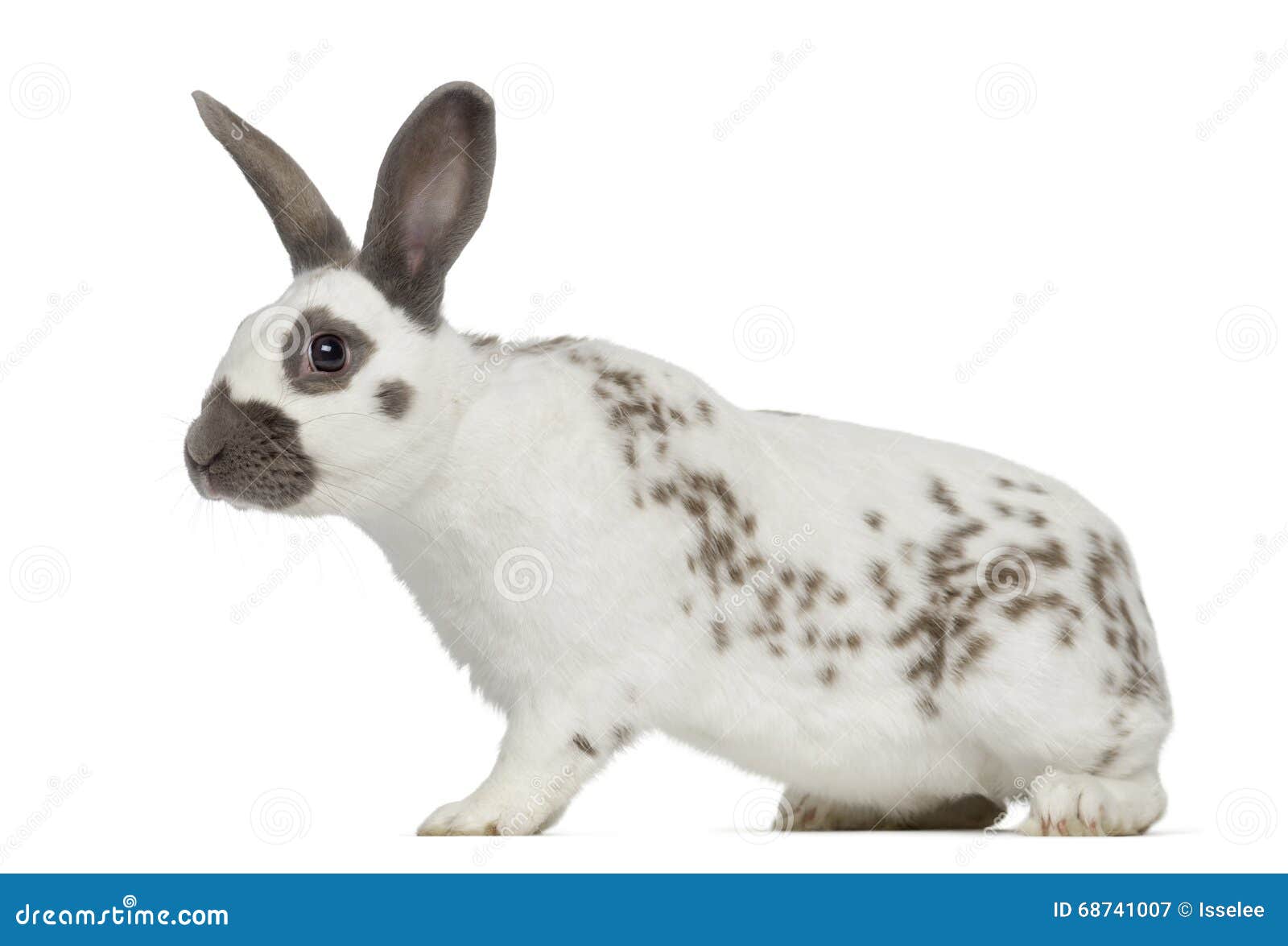 Black Fire Rabbit Stand Up and Isolated on White Stock Image - Image of ...