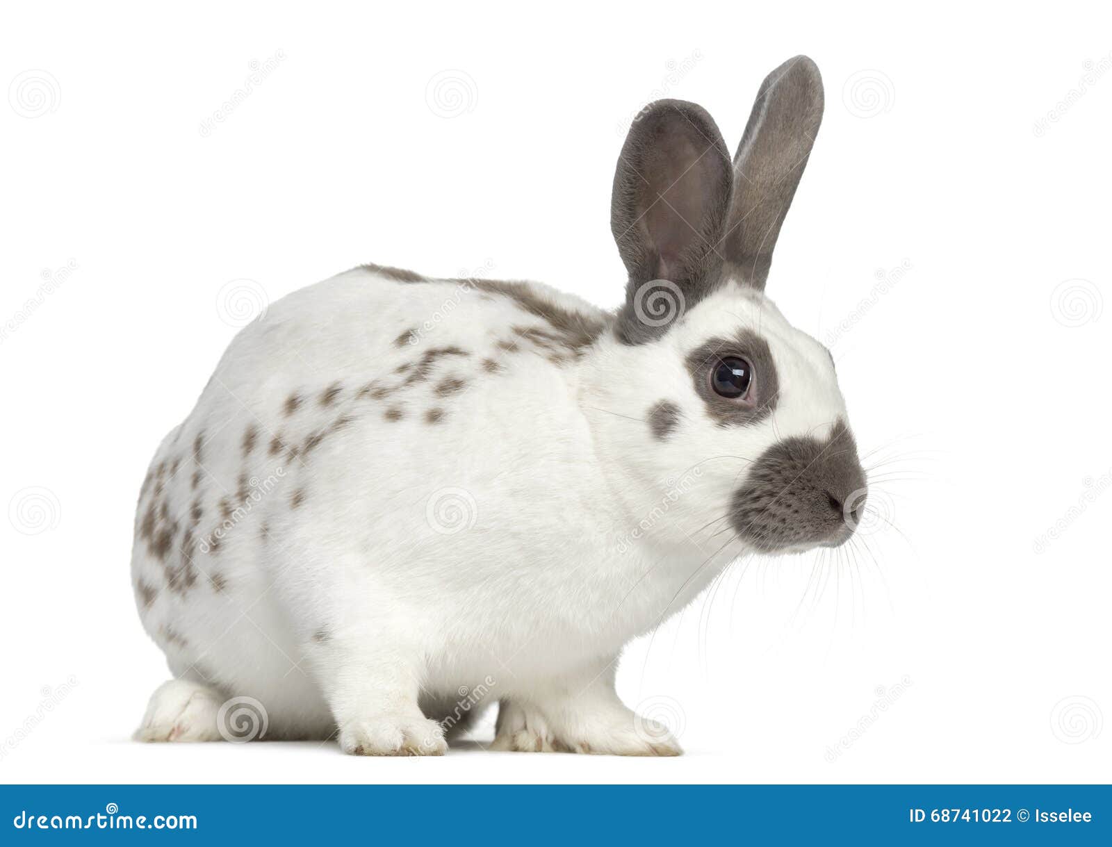 Black Fire Rabbit Stand Up and Isolated on White Stock Photo - Image of ...