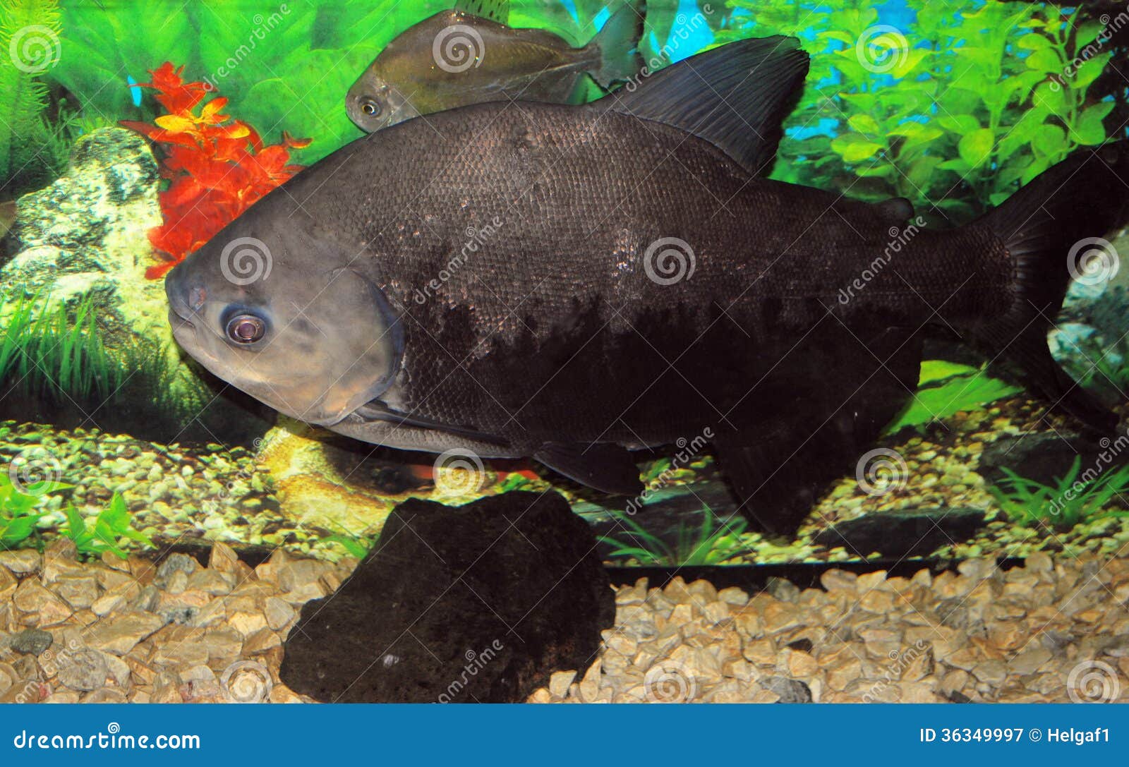 The black fish stock image. Image of aquarium, colored - 36349997
