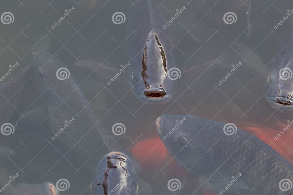 Black fish in river stock image. Image of closeup, aquarium - 102289643