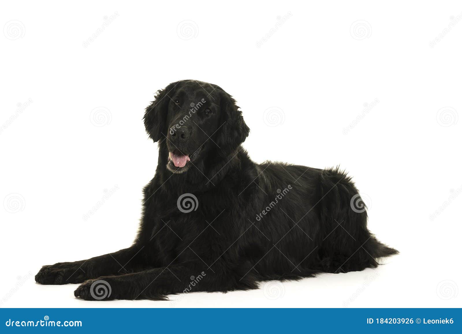 Black Flatcoated Retriever Dog Studio Shot Full Body Stock Photo ...