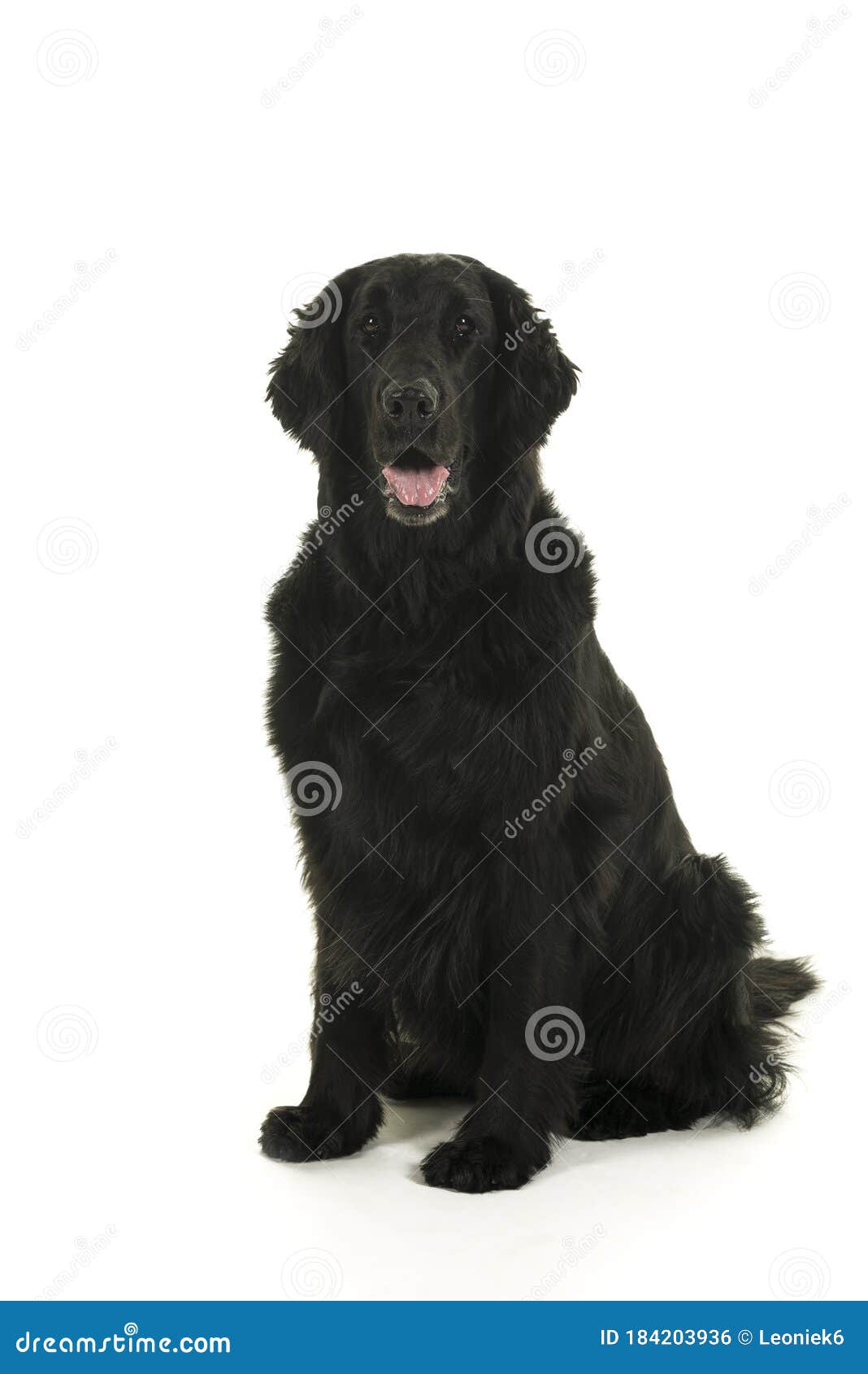 Black Flatcoated Retriever Dog Studio Shot Full Body Stock Photo ...
