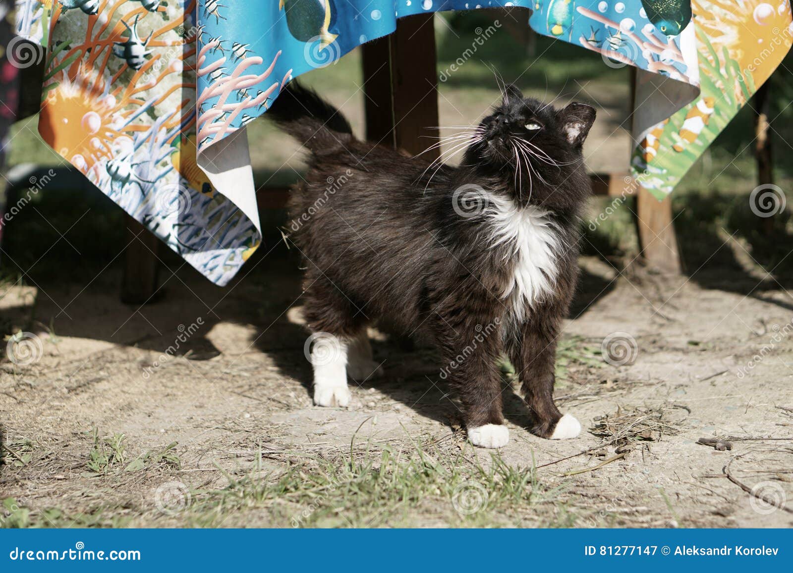 Black fluffy cat stock image. Image of nose, green, chest - 81277147