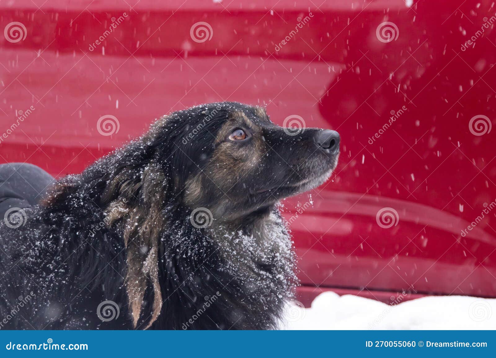 Black Fluffy Dog in the Snow Closeup Stock Photo - Image of beauty ...