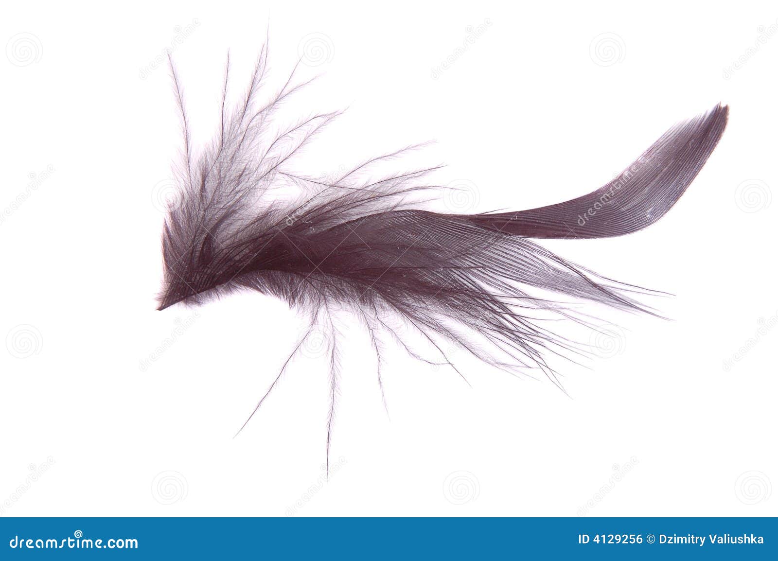 Black fluffy feather stock photo. Image of black, fragile - 4129256