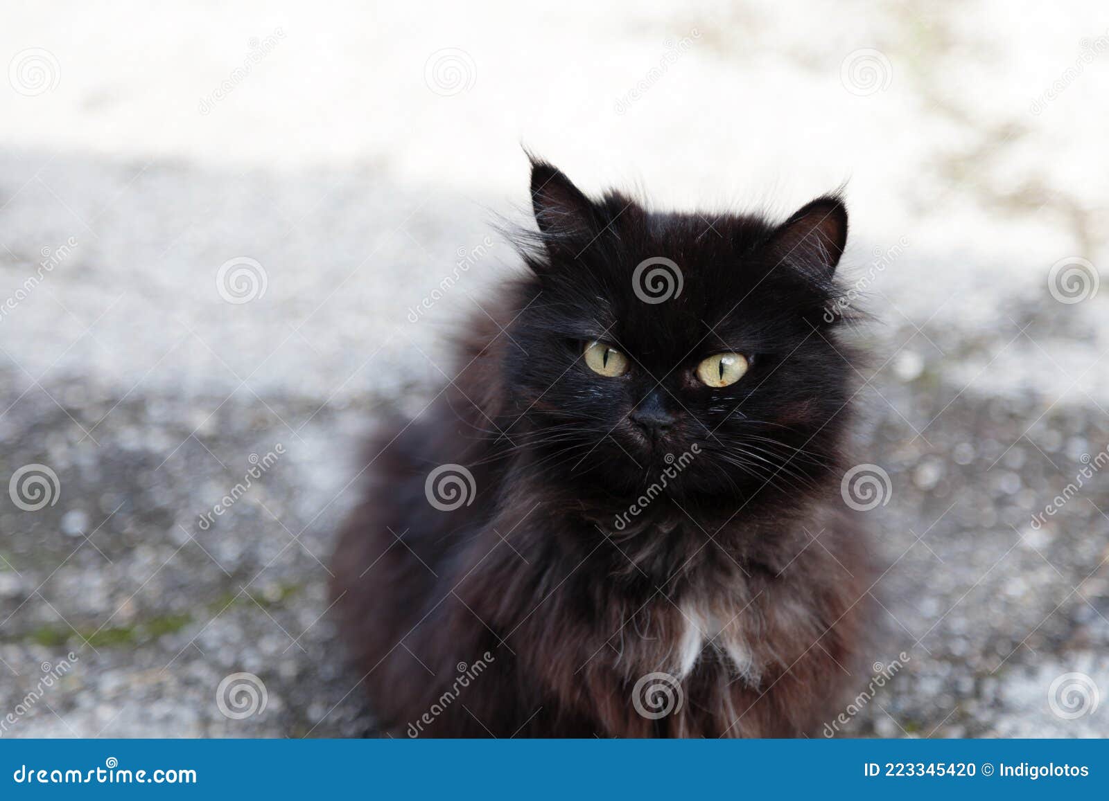 Black Fluffy Kitty and the Light Background Stock Photo - Image of ...
