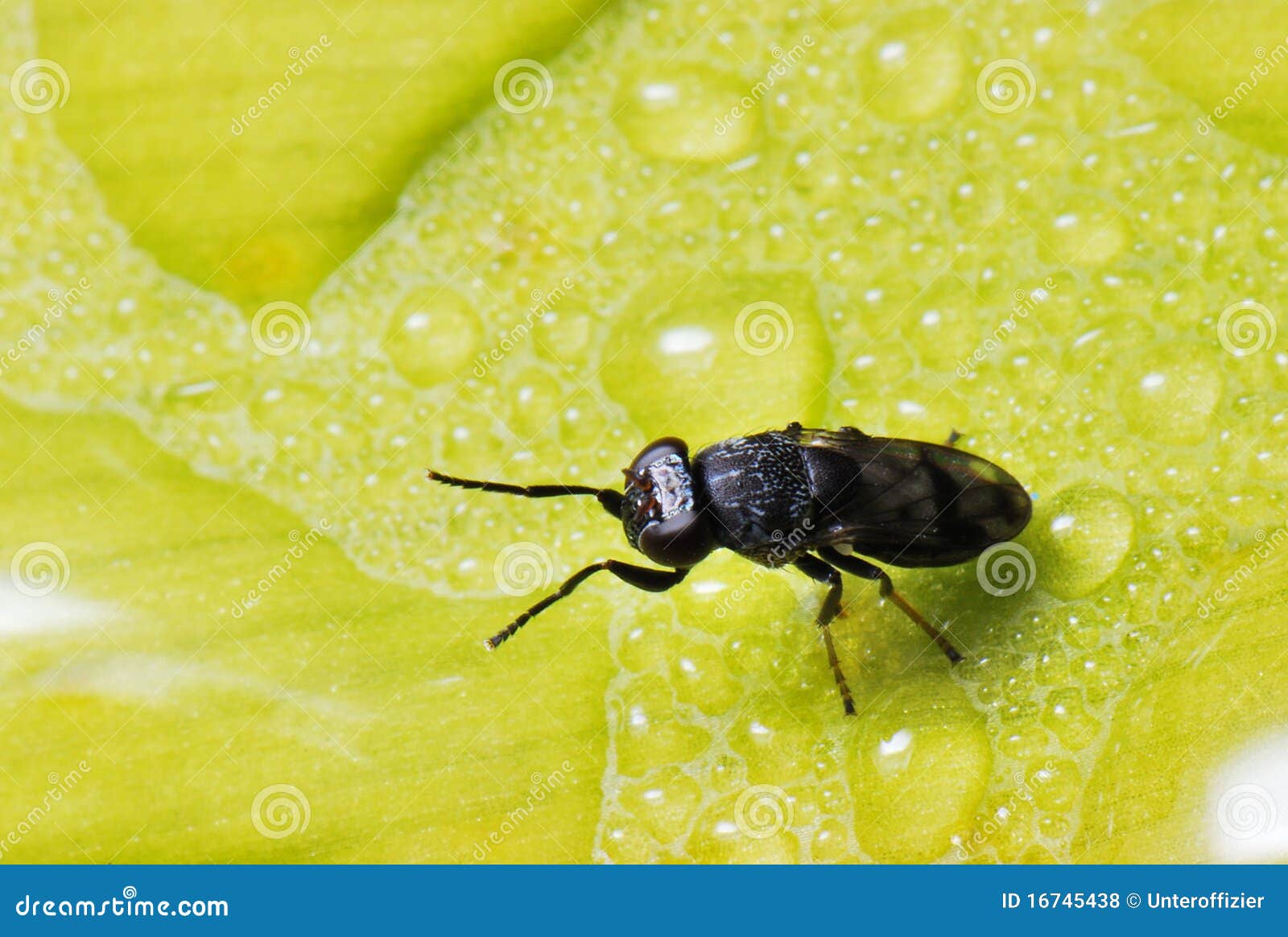 Black Fly stock photo. Image of legs, water, condense - 16745438