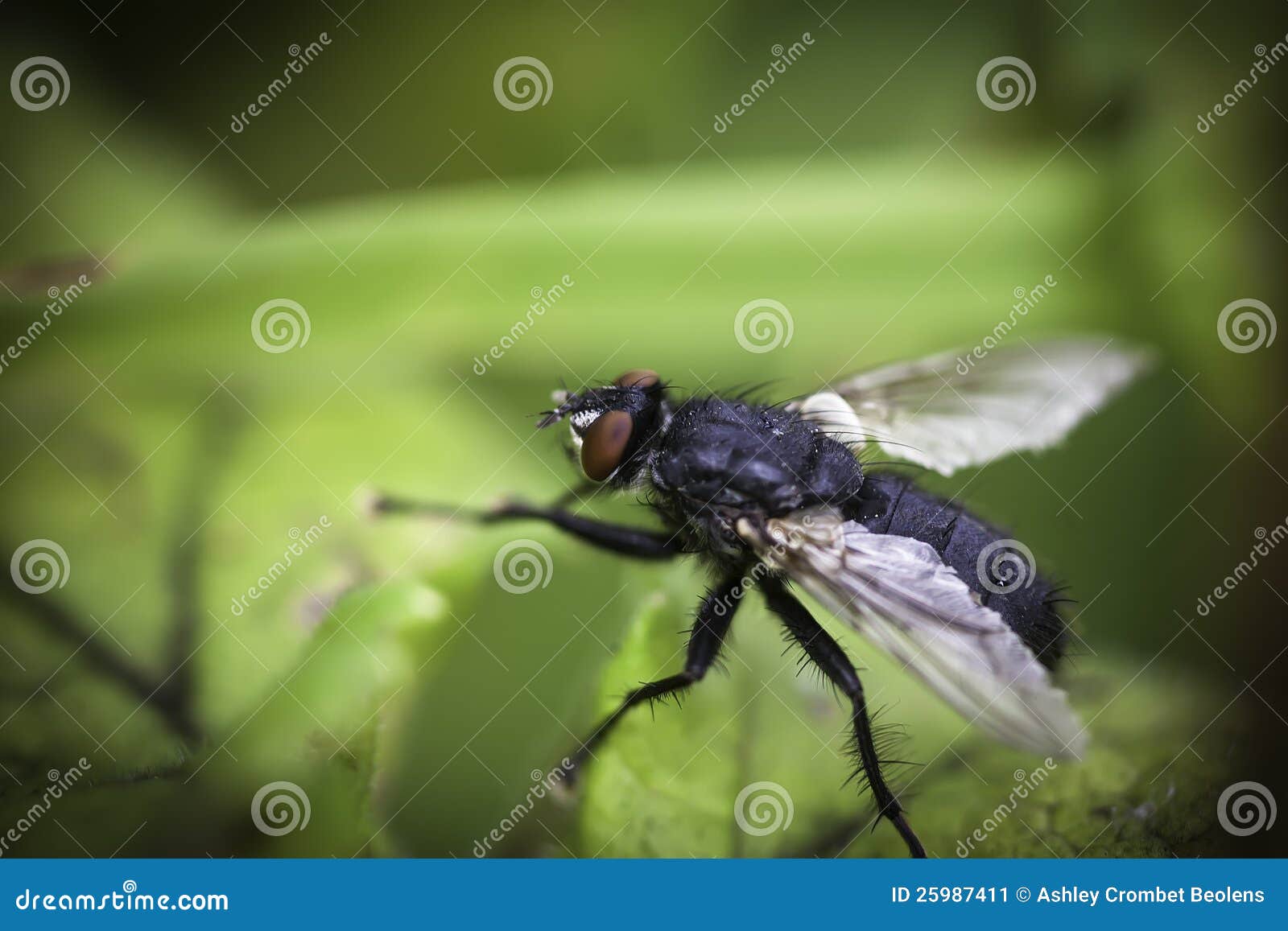 Black fly stock image. Image of wing, black, buzz, green - 25987411