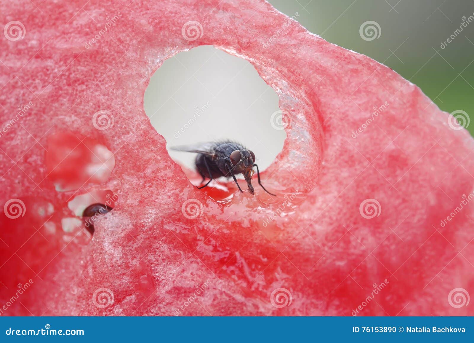 Black Fly Crawling on a Juicy Red Watermelon Stock Photo - Image of ...