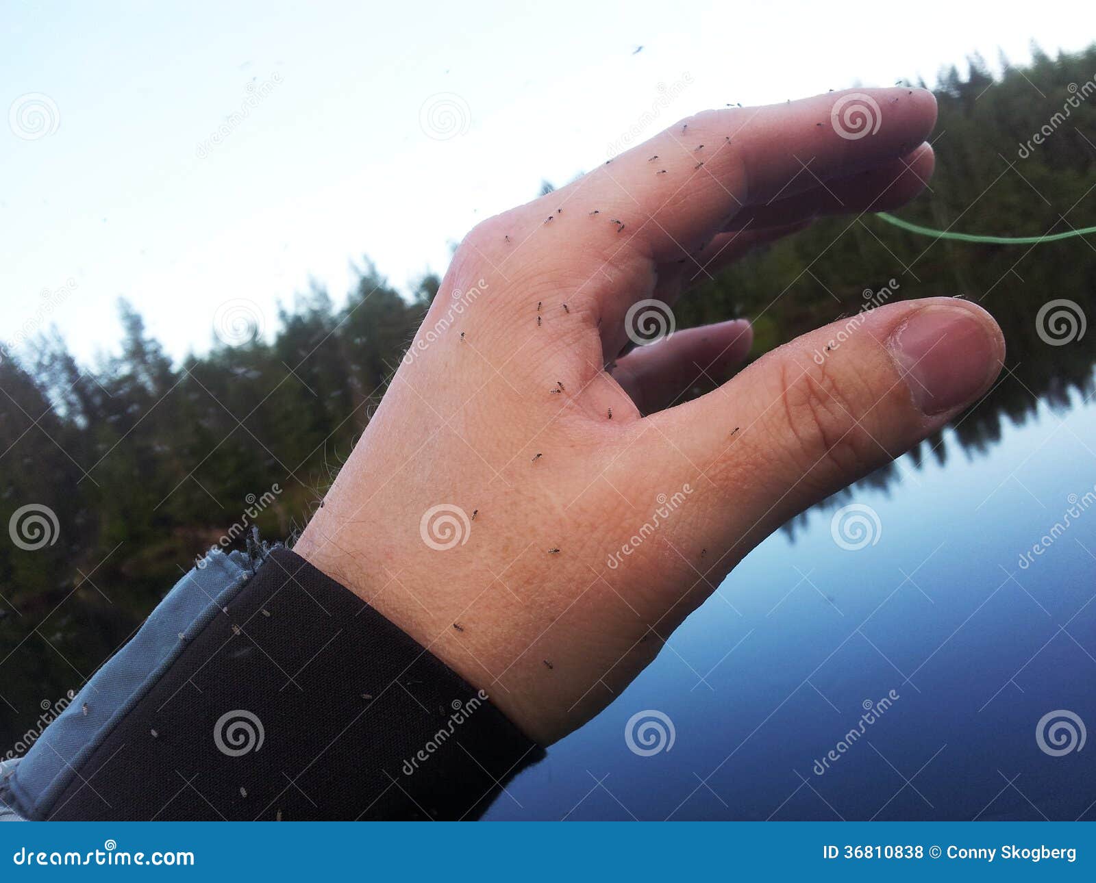 Black Fly on Fishermans Hand Stock Photo - Image of socks, hand: 36810838