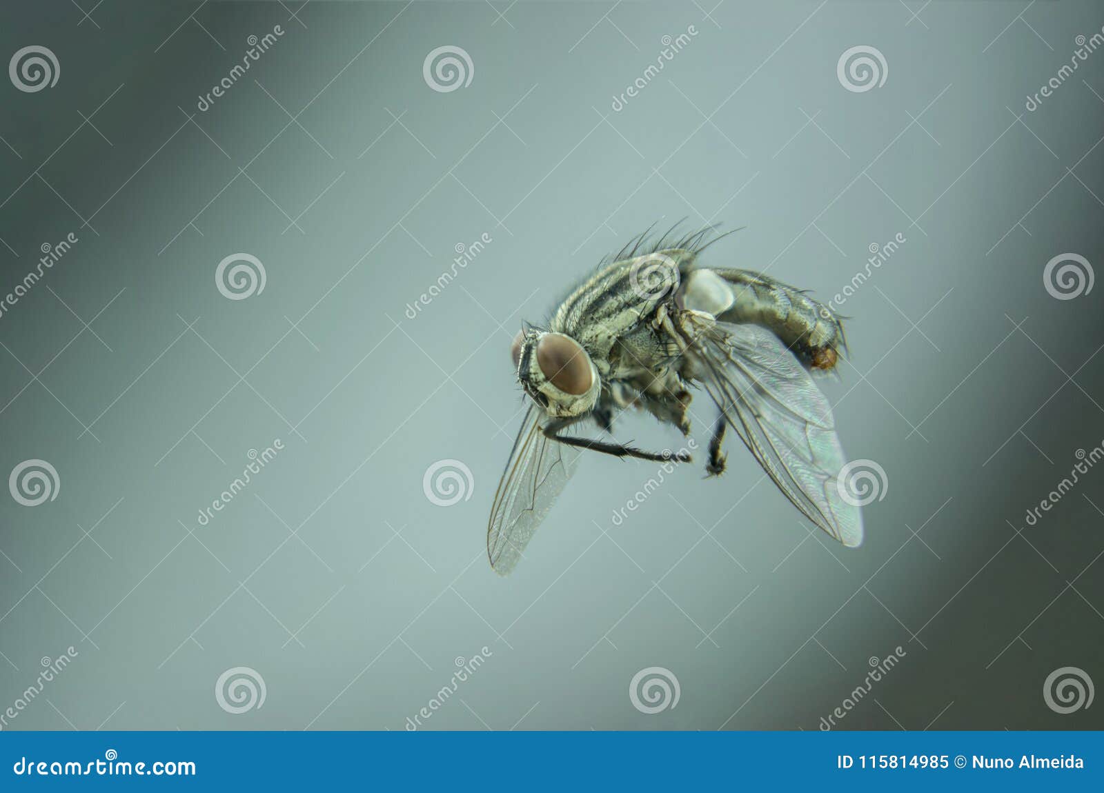 Black fly flying in home stock image. Image of insect - 115814985