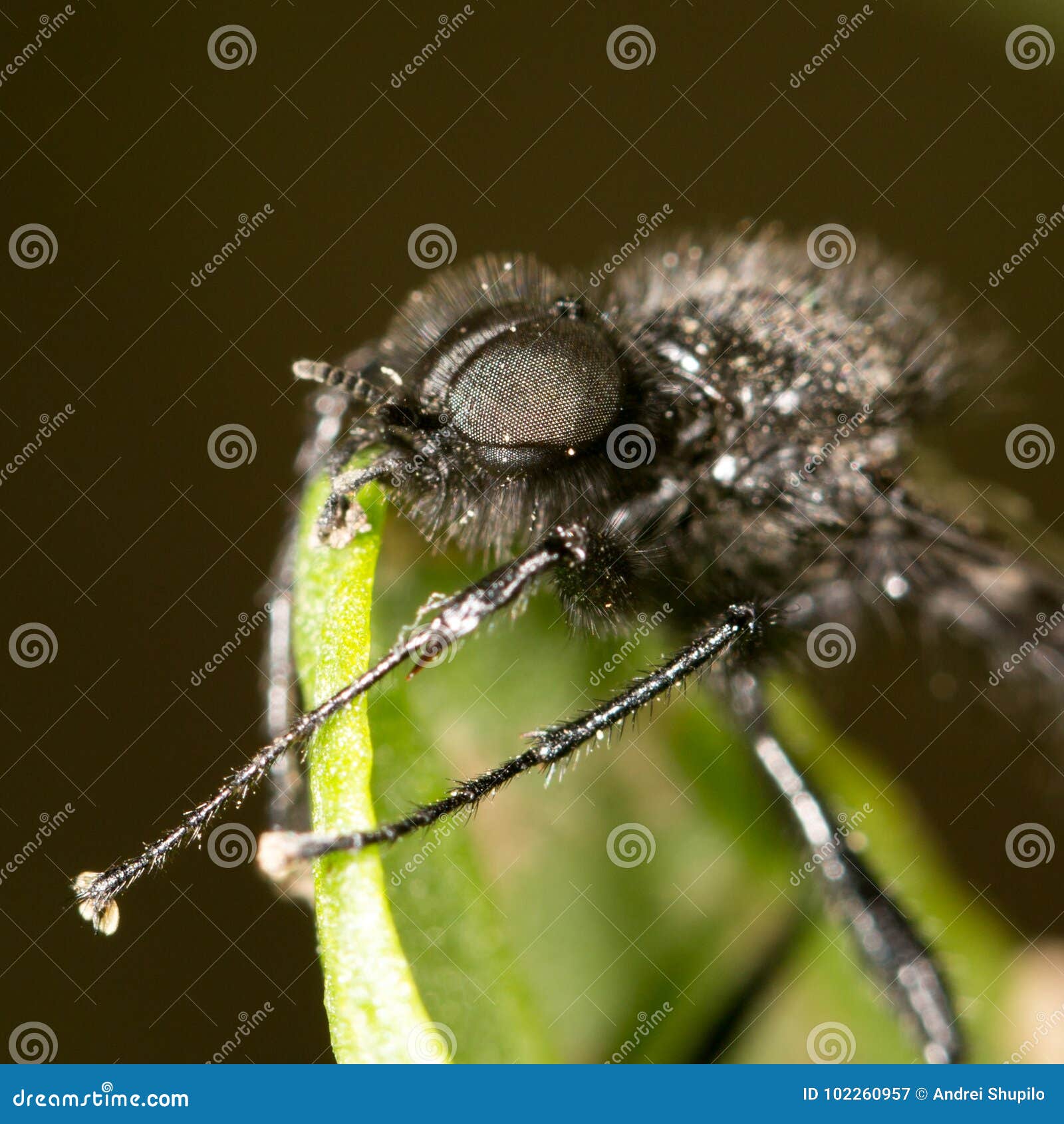 Black Fly on a Green Leaf. Close-up Stock Image - Image of concept ...