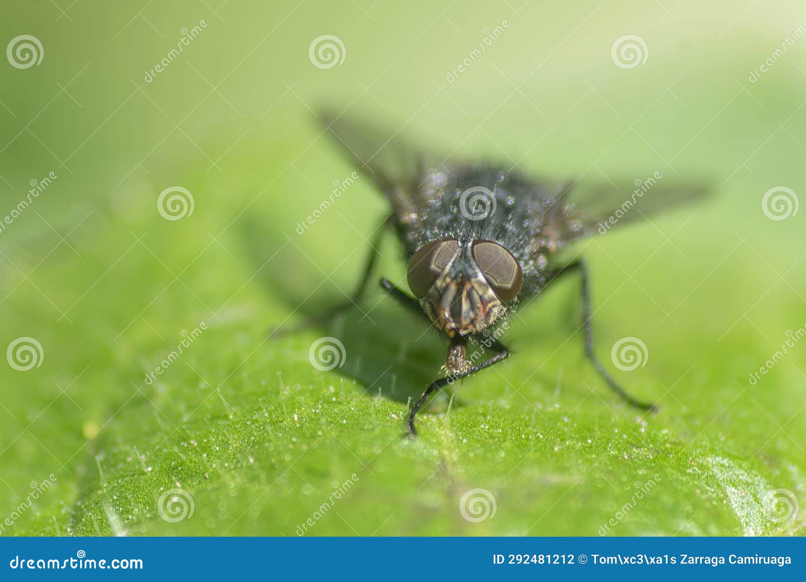 Black Fly on a Green Leaf in the Garden Stock Photo - Image of wings ...