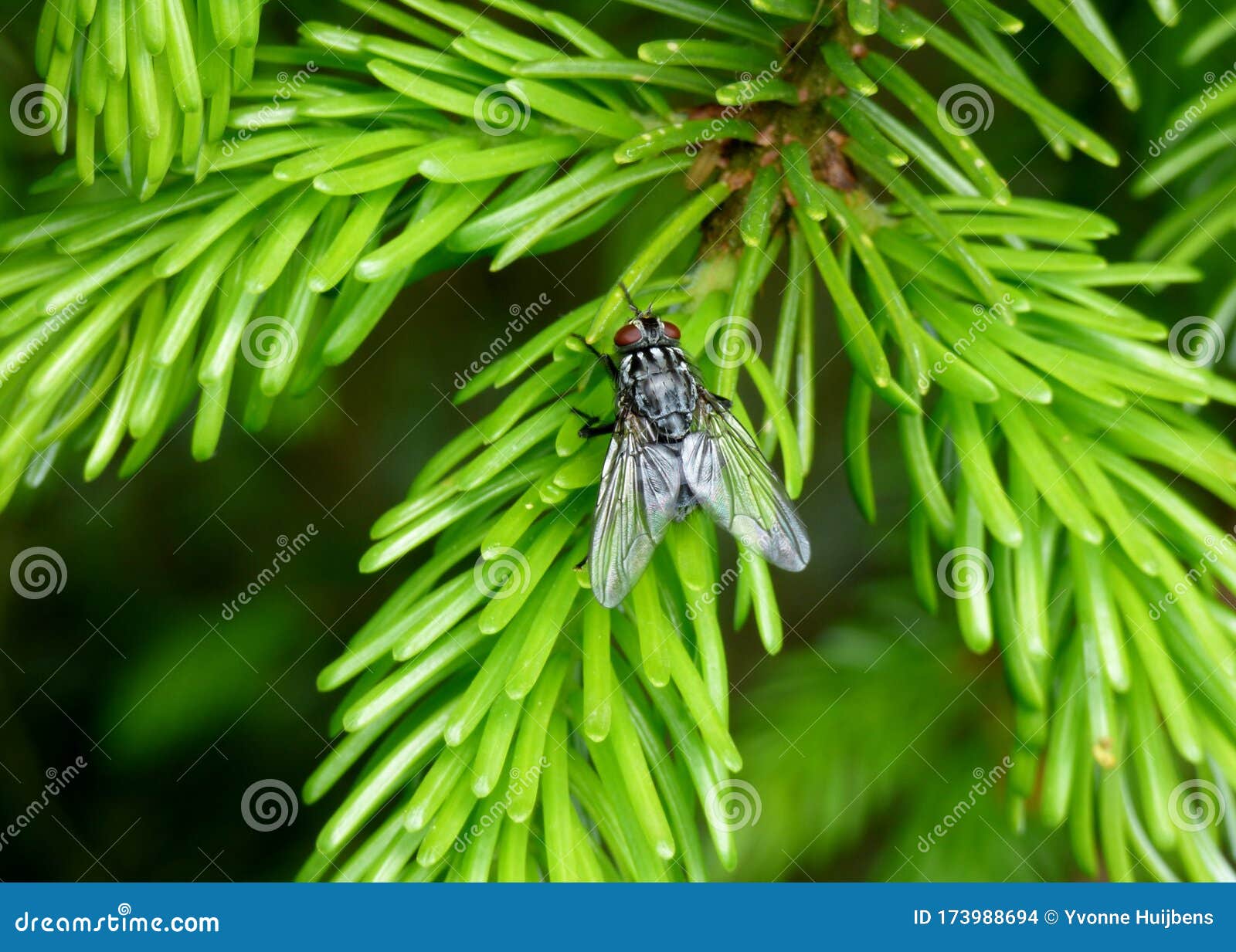 Black Fly Insect on the Needles of a Pine Tree Stock Photo - Image of ...
