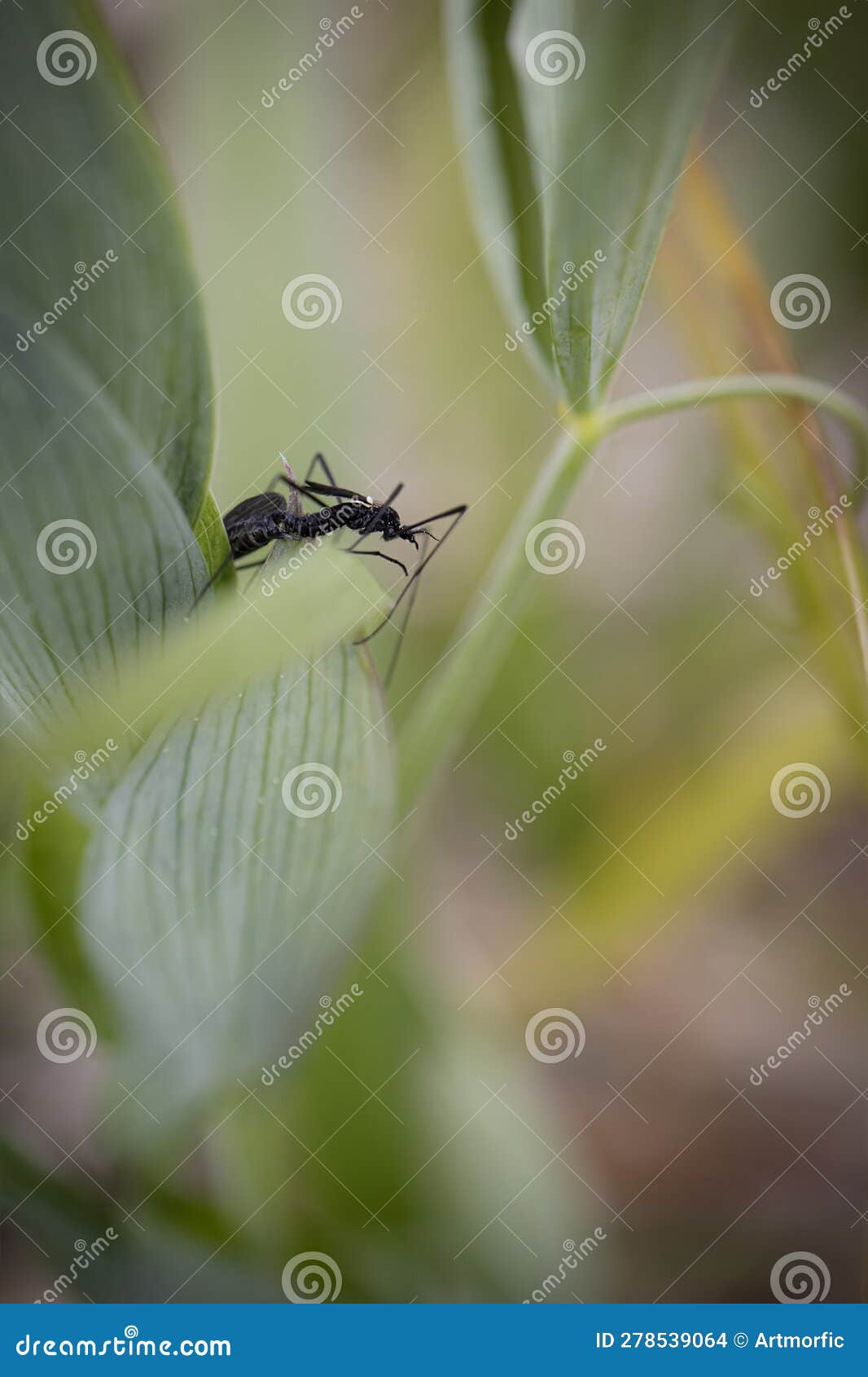 Black Fly Like Bug Crawling on the Green Grass Leaf of a Plant with ...