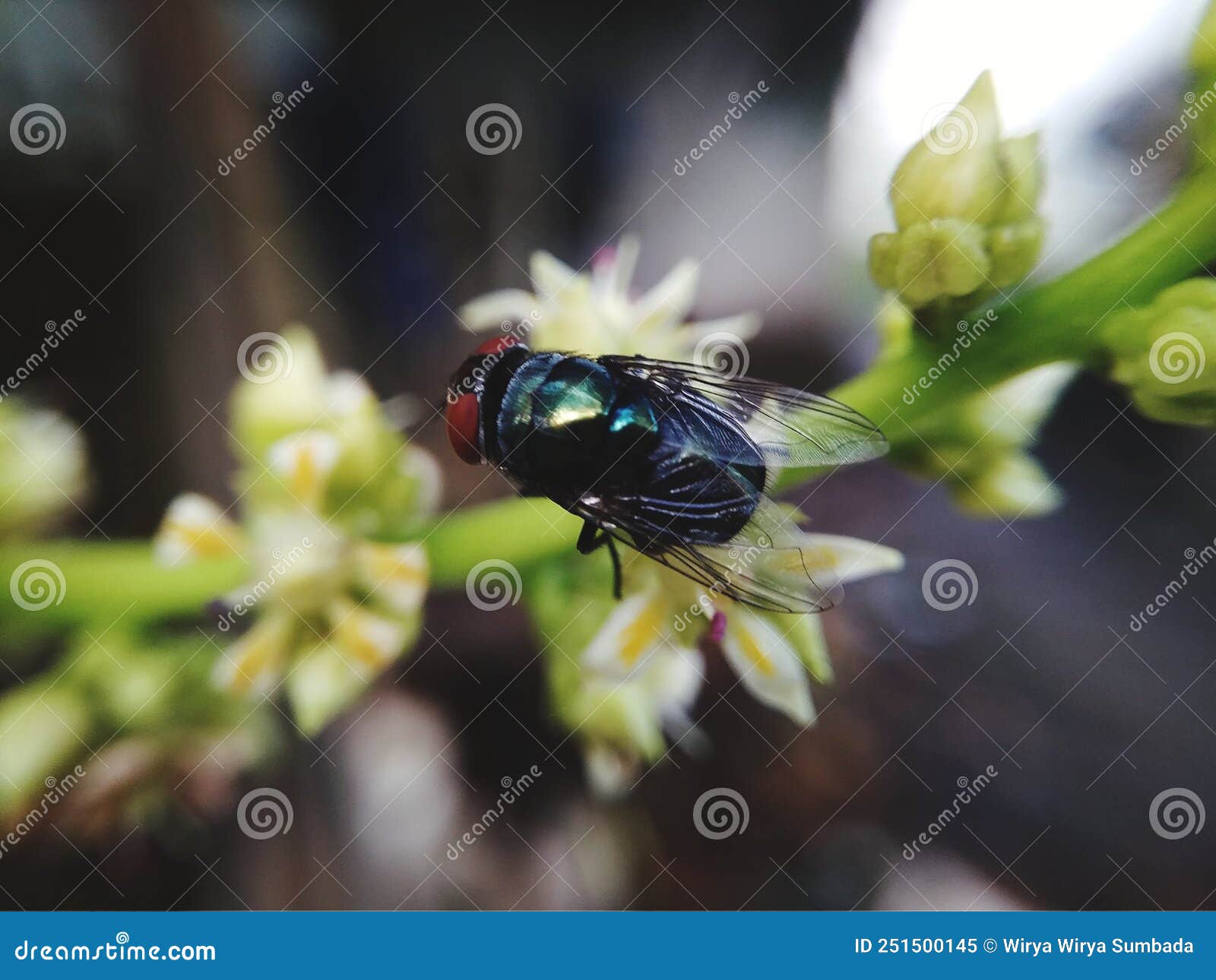 Black Fly on the Manggo Flower Stock Image - Image of flower, manggo ...