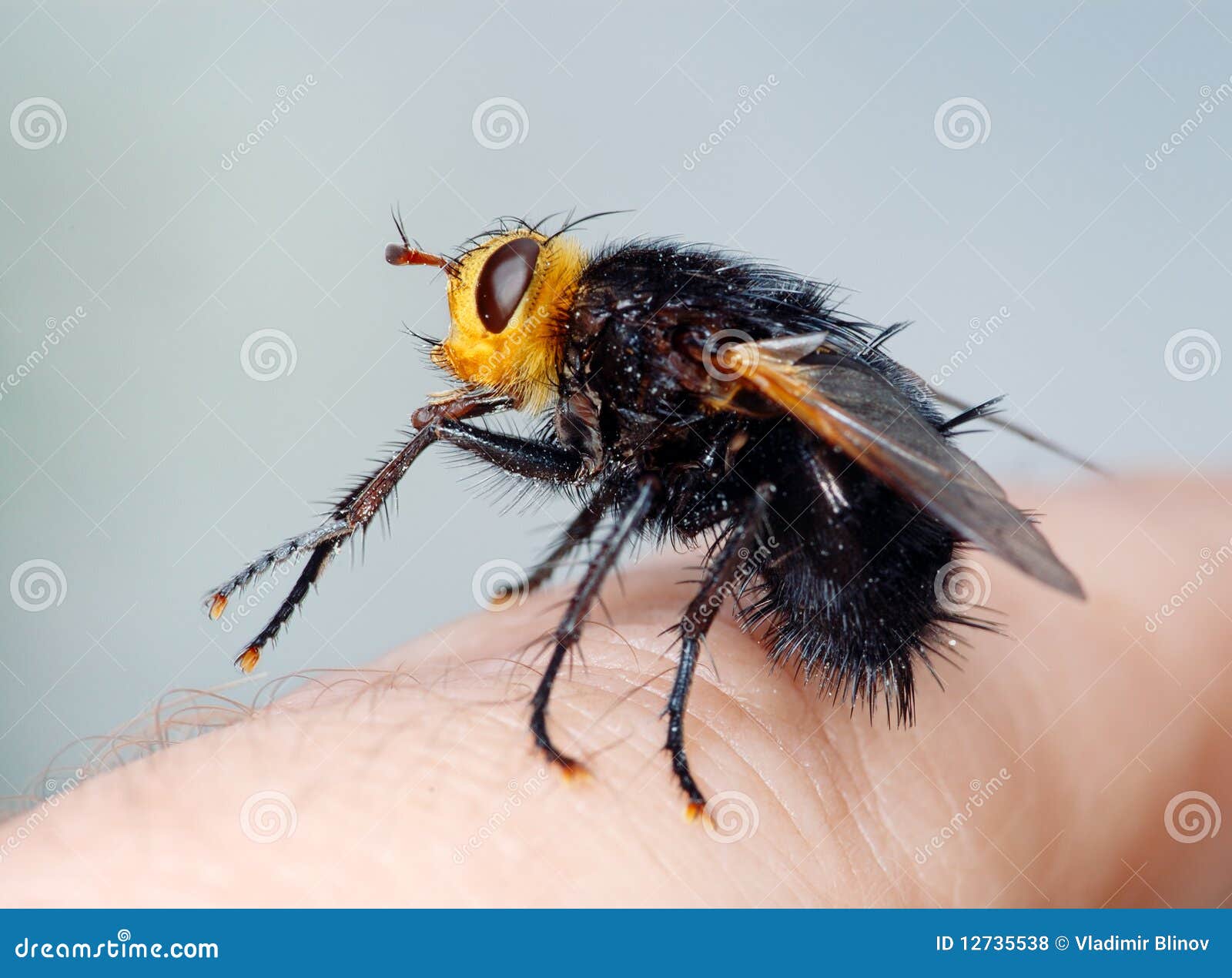 Black fly on my finger stock photo. Image of sharp, head - 12735538
