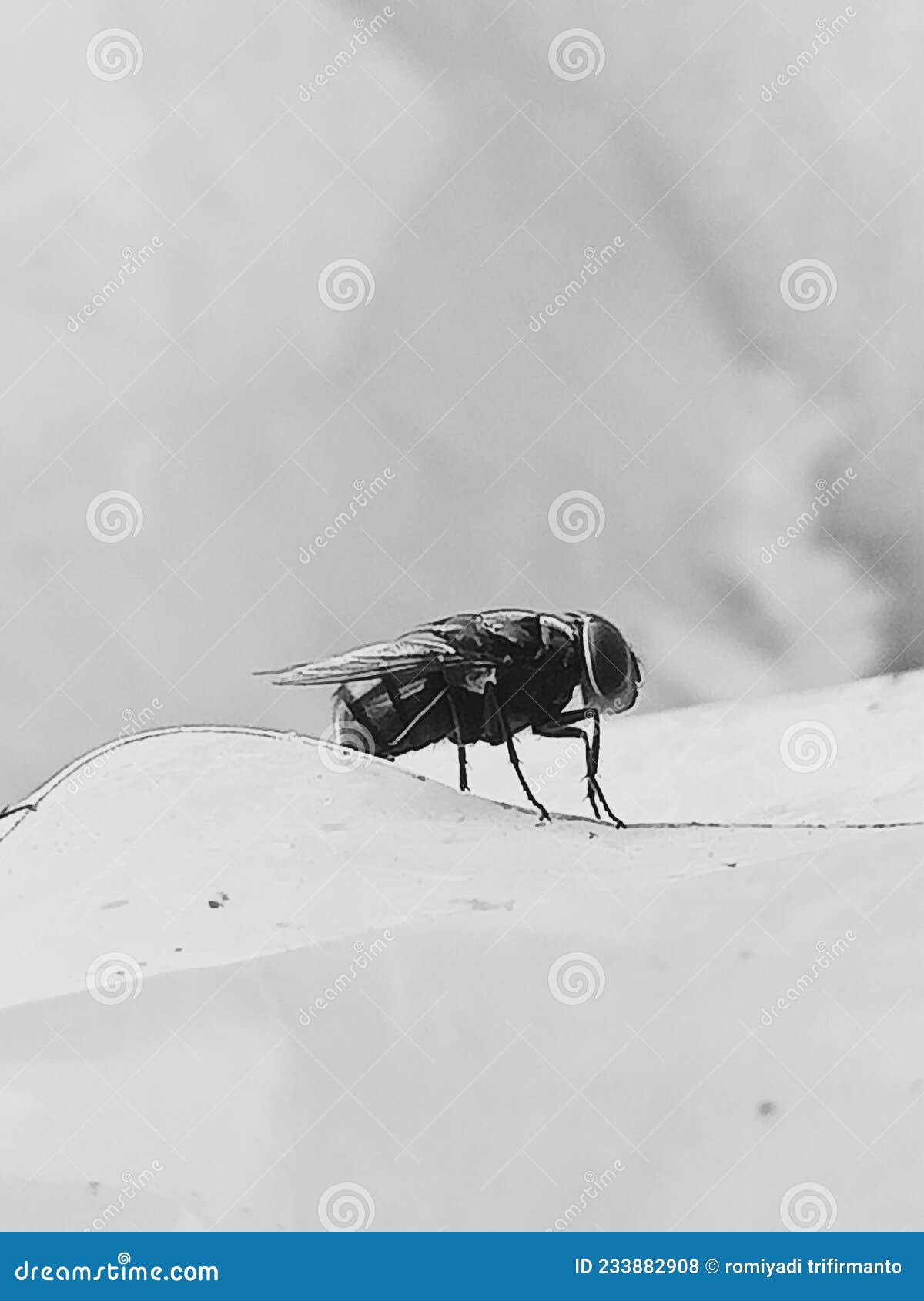 A Black Fly on a Pile of White Plastic Bags in a Landfill Stock Photo ...