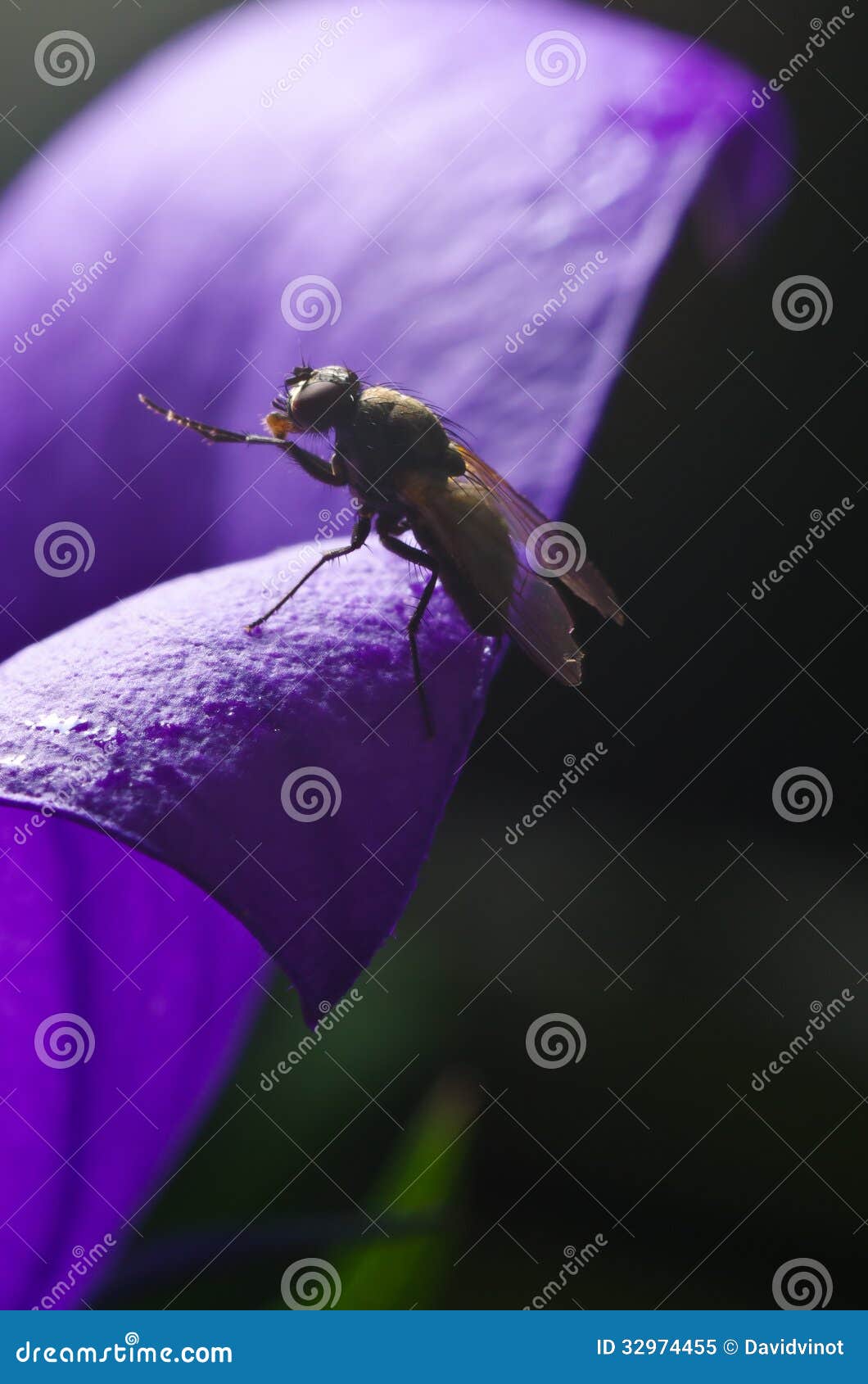 Black fly stock image. Image of animal, flower, black - 32974455
