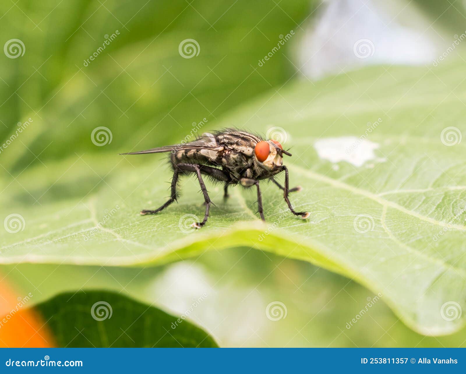 Black fly stock image. Image of wing, pest, color, garden - 253811357