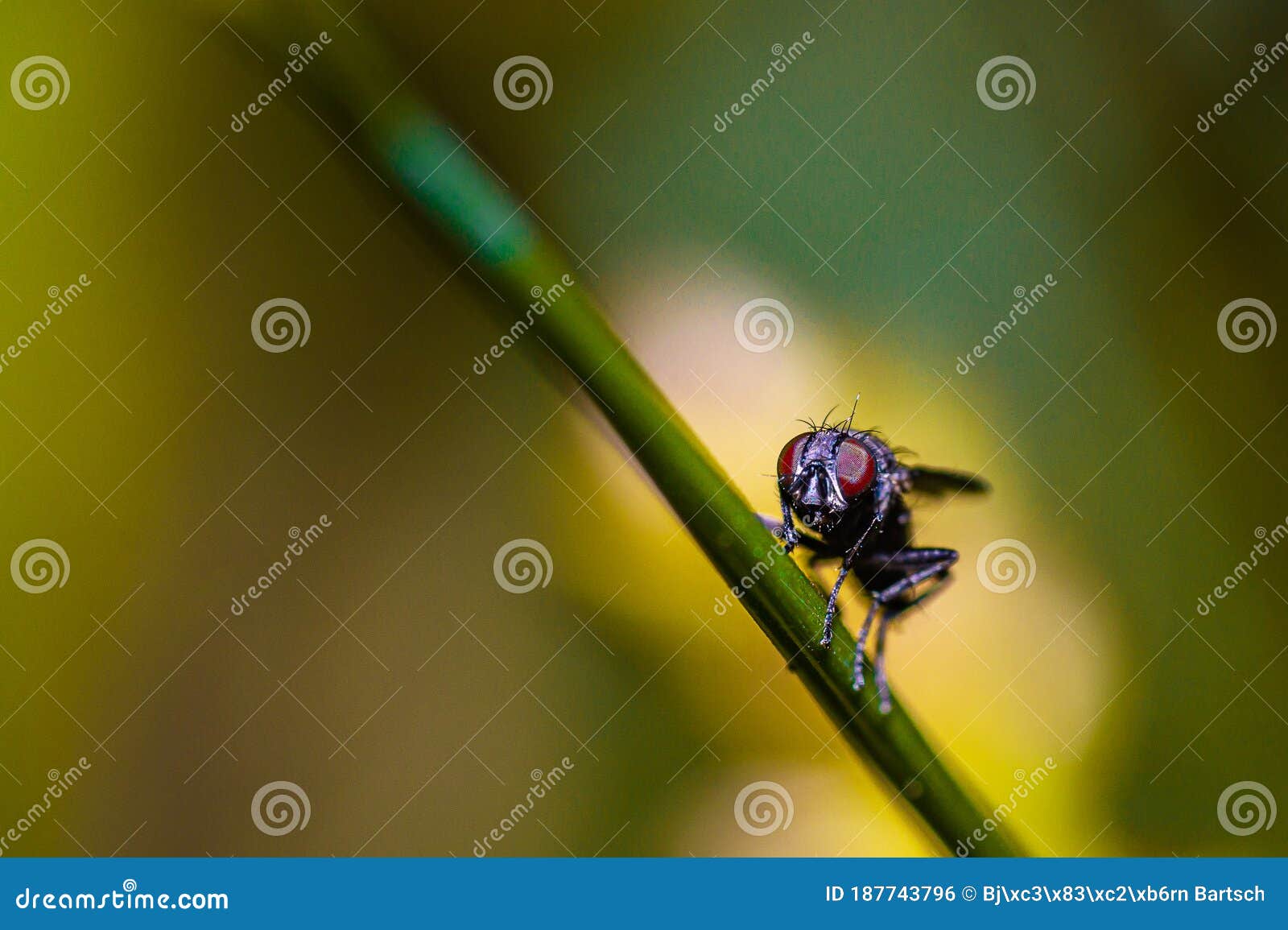 Fearless fly stock photo. Image of animal, meadow, eyes - 187743796