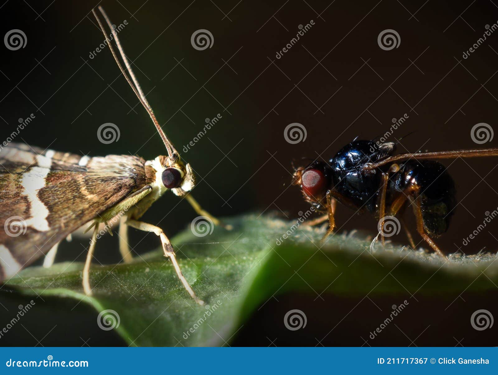 Fly Vs Fly Facing Eye Contact Black Background Green Leaves Stock Image ...