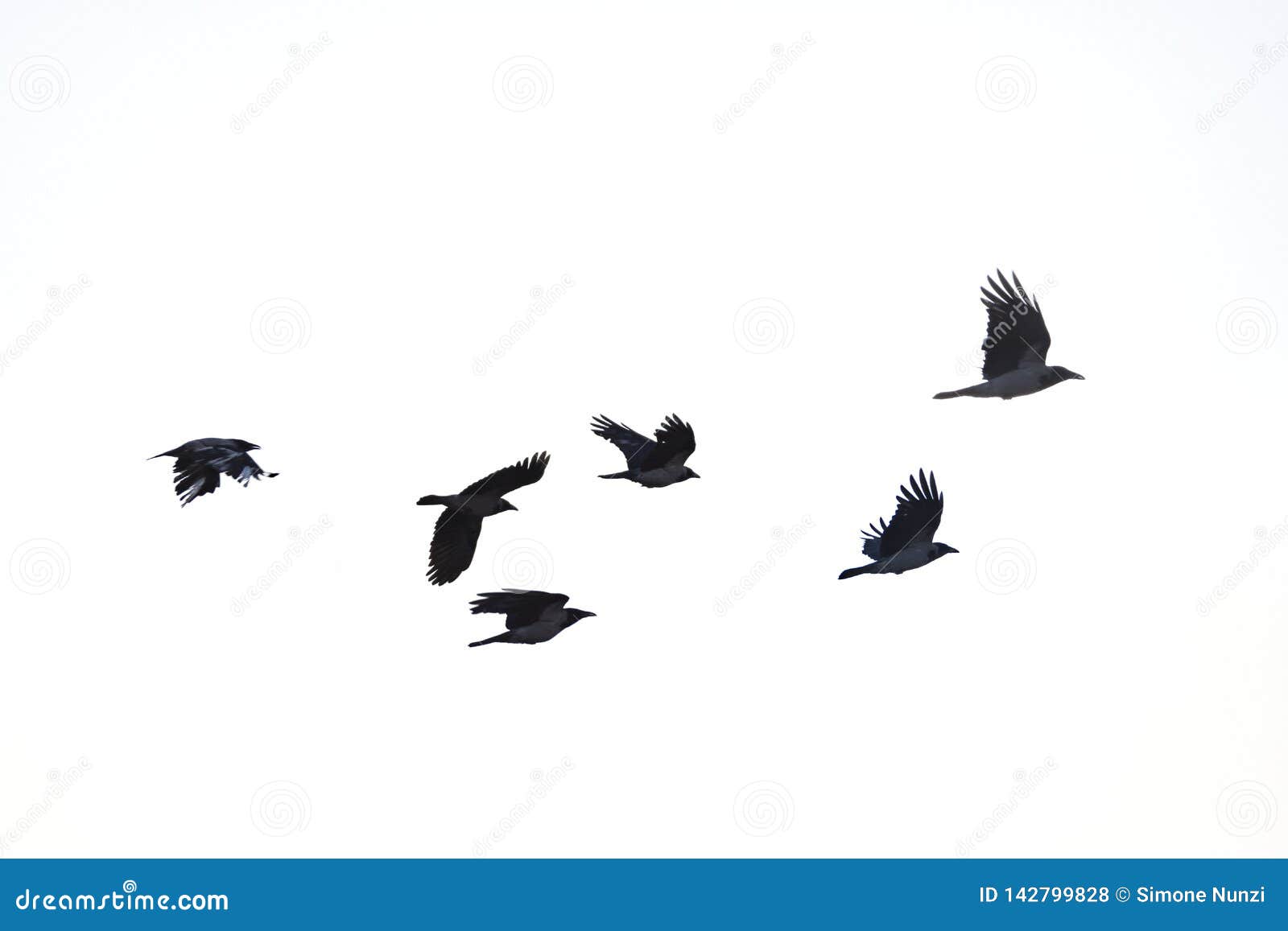 Crows Flying In Groups