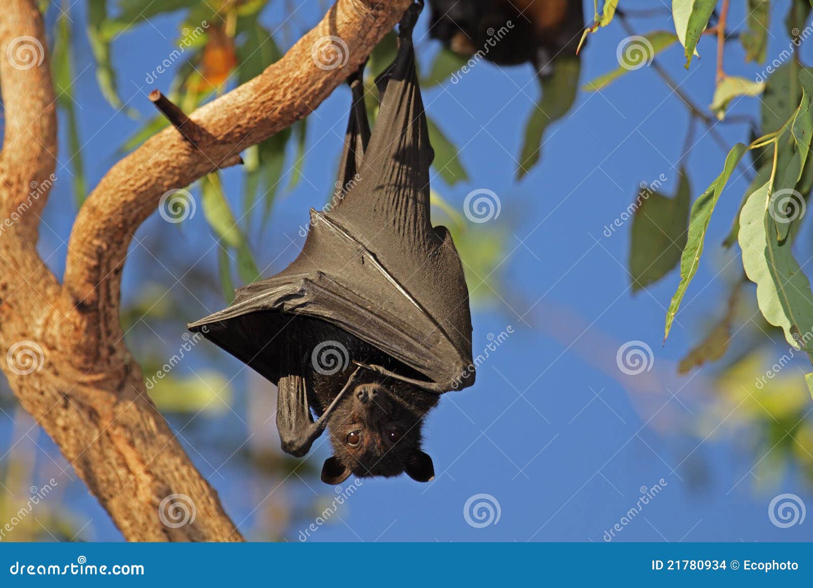 Black flying-fox stock photo. Image of northern, mammal - 21780934