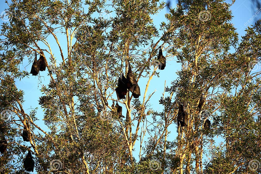 Australian Wildlife Series - Black Fruit Bats Hanging in the Trees ...