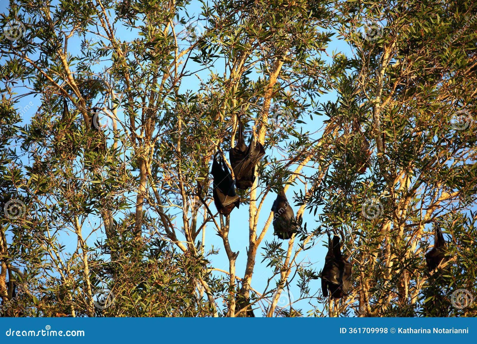 Australian Wildlife Series - Black Fruit Bats Hanging in the Trees ...
