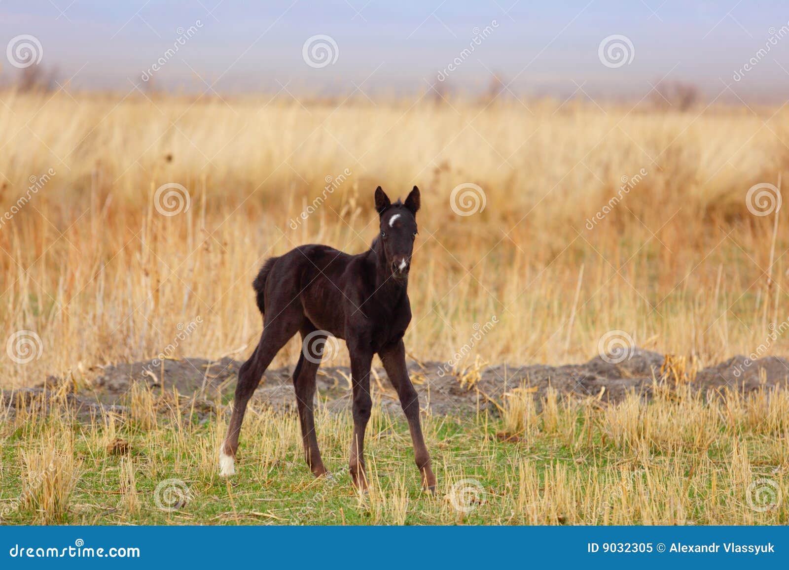 Black foal stock image. Image of mammal, calm, grass, nature - 9032305
