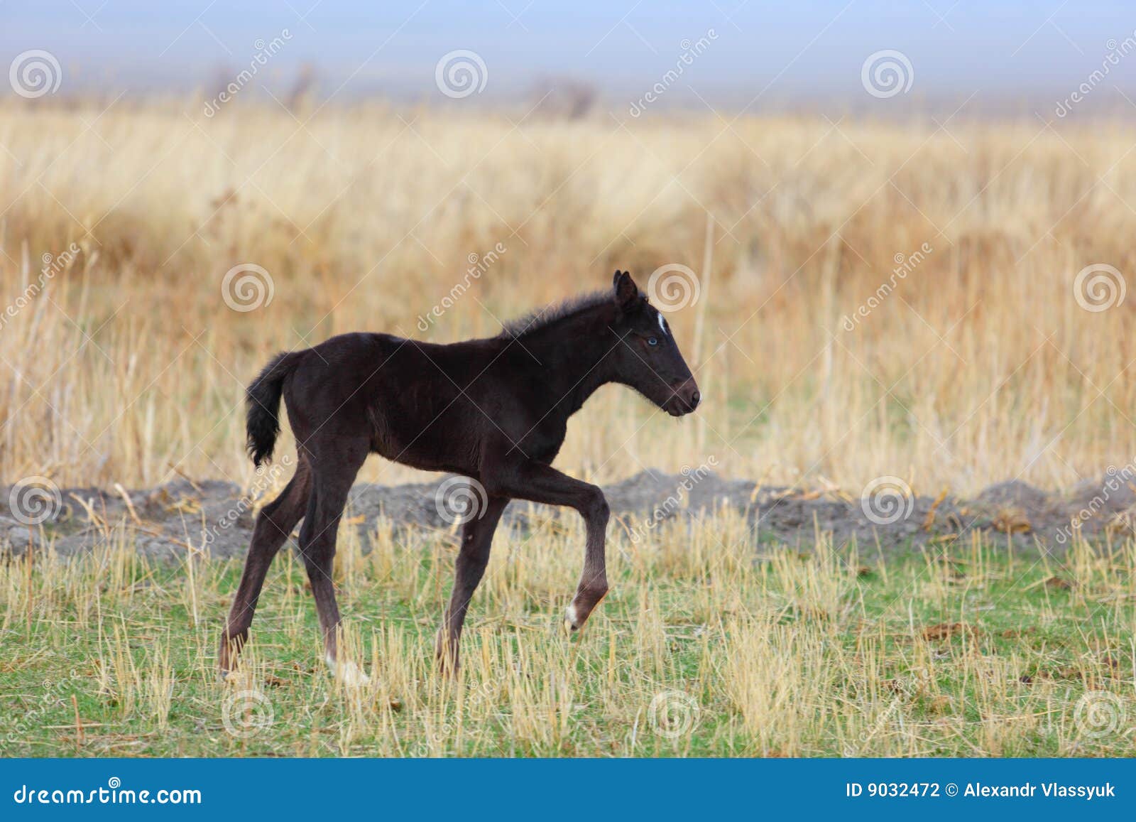 Black foal stock photo. Image of countryside, beautiful - 9032472