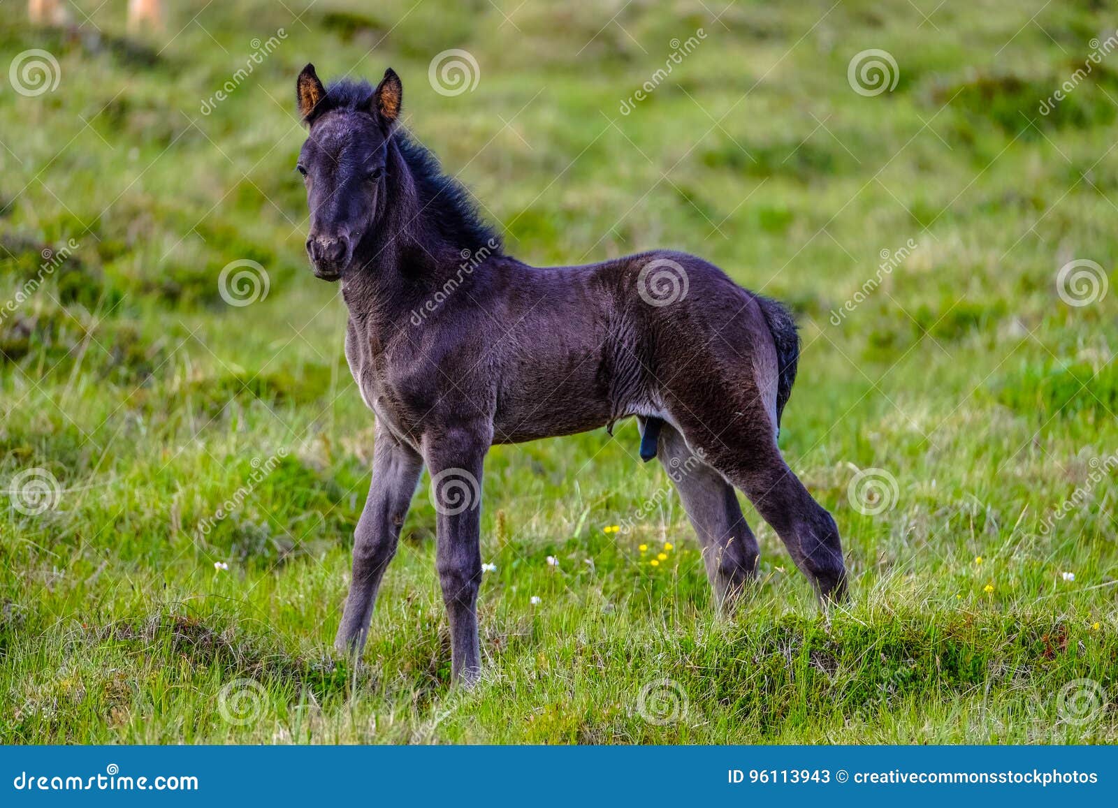Black Foal On Pasture Picture. Image: 96113943