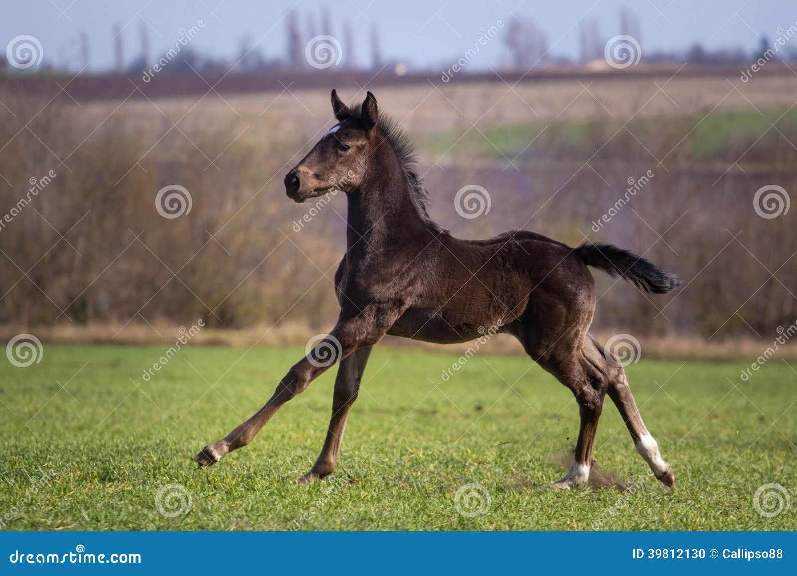 Black foal stock photo. Image of running, outside, meadow - 39812130