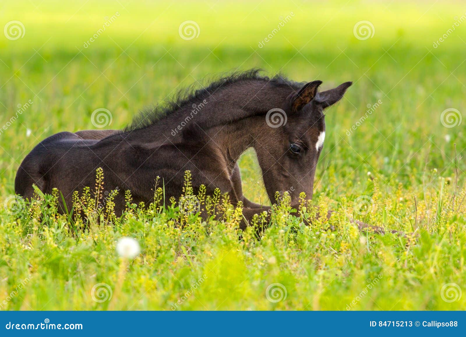 A Black Foal And A Skewbald Foal Are Playing Together And Are Grooming ...