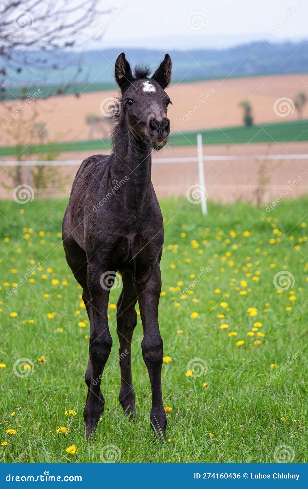 Black Foal on Spring Blooming Meadow Stock Photo - Image of grazing ...