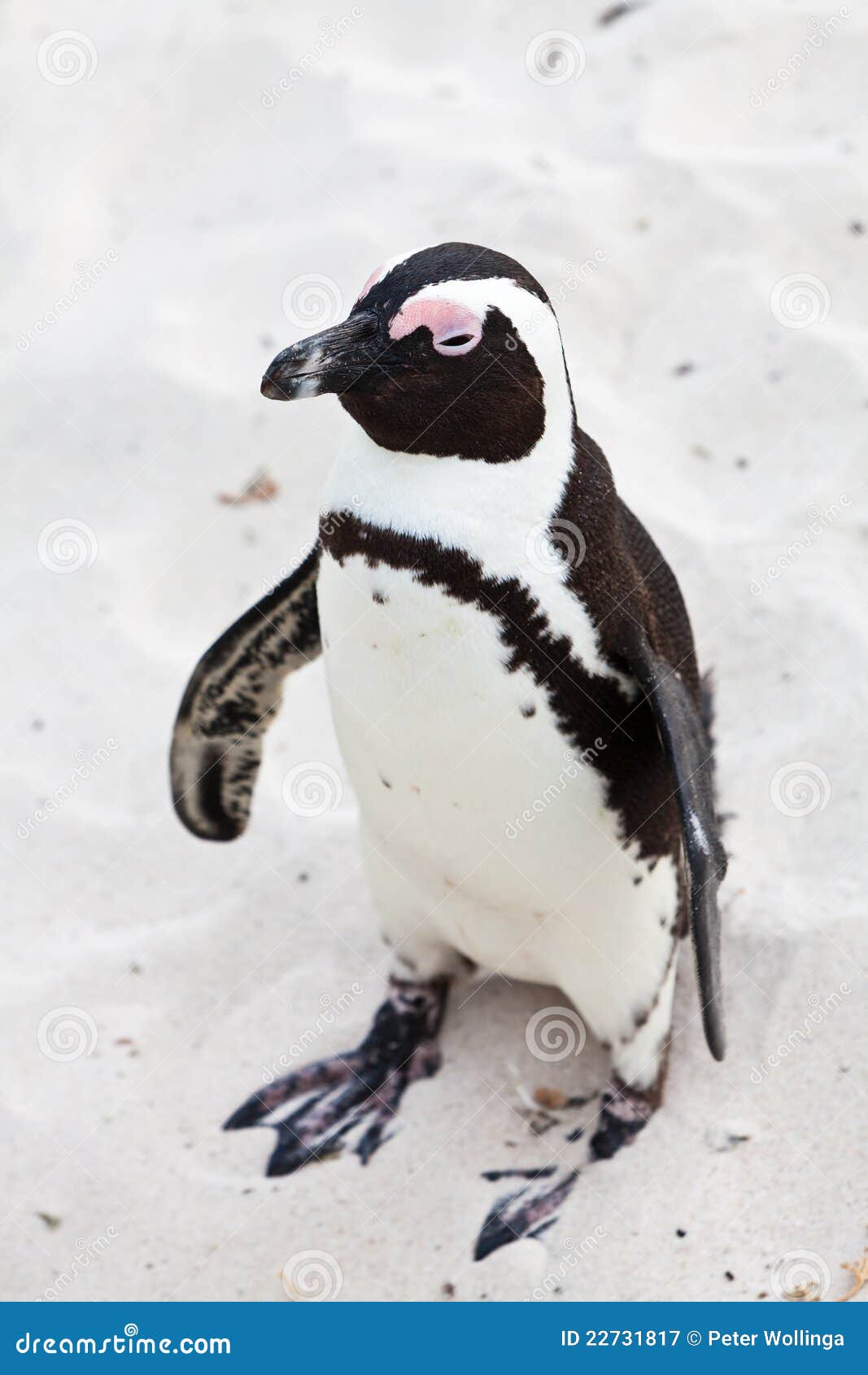 Black-footed African Penguin in Close Up Stock Image - Image of ...
