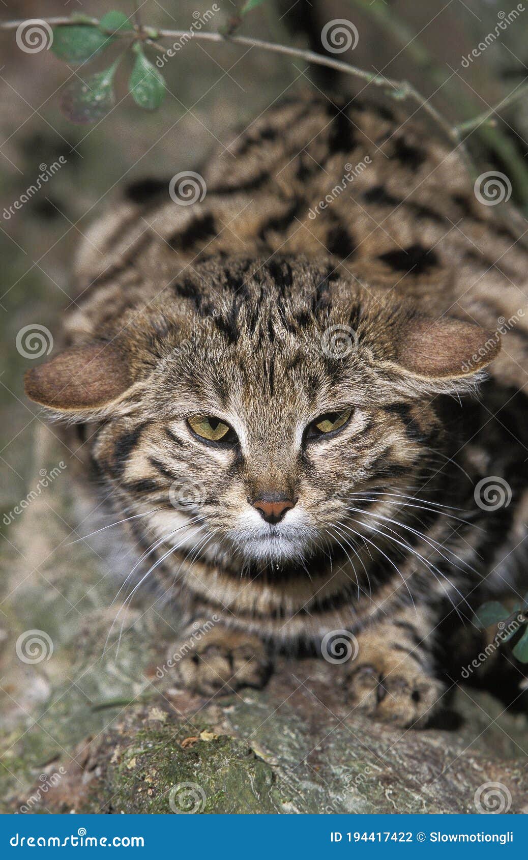 BLACK-FOOTED CAT Felis Nigripes Stock Photo - Image of front, wildlife ...