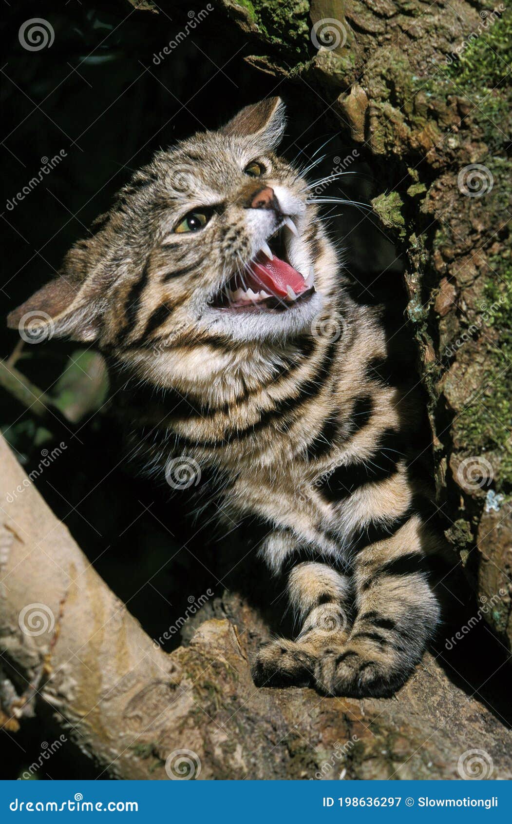 Black-footed Cat, Felis Nigripes, Snarling Stock Image - Image of ...