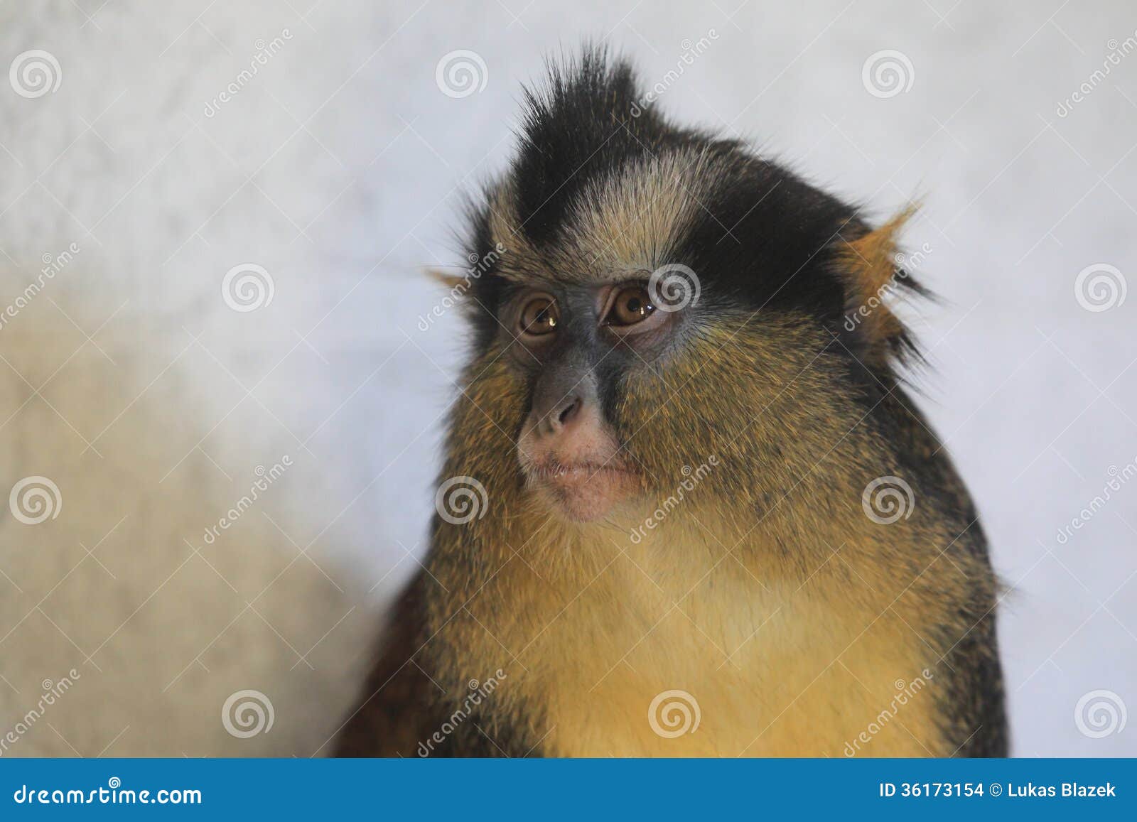 Black-footed Crowned Monkey Stock Photo - Image of nature, monkey: 36173154